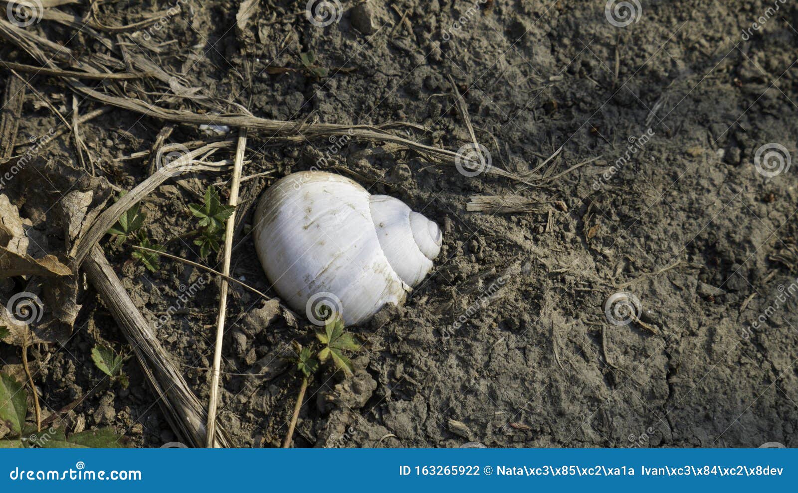 Single White Snail Shell in the Ground Stock Photo - Image of animal ...