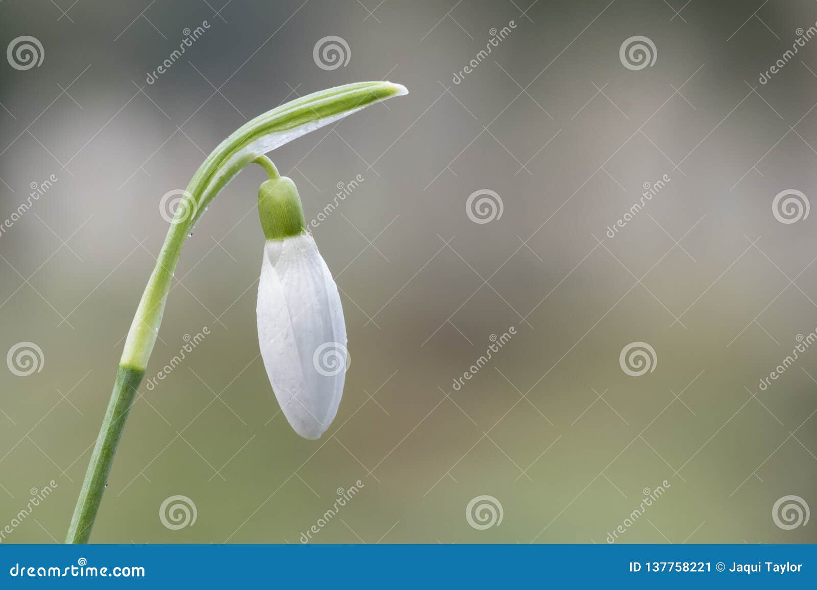 A single snowdrop stock image. Image of single, southampton - 137758221