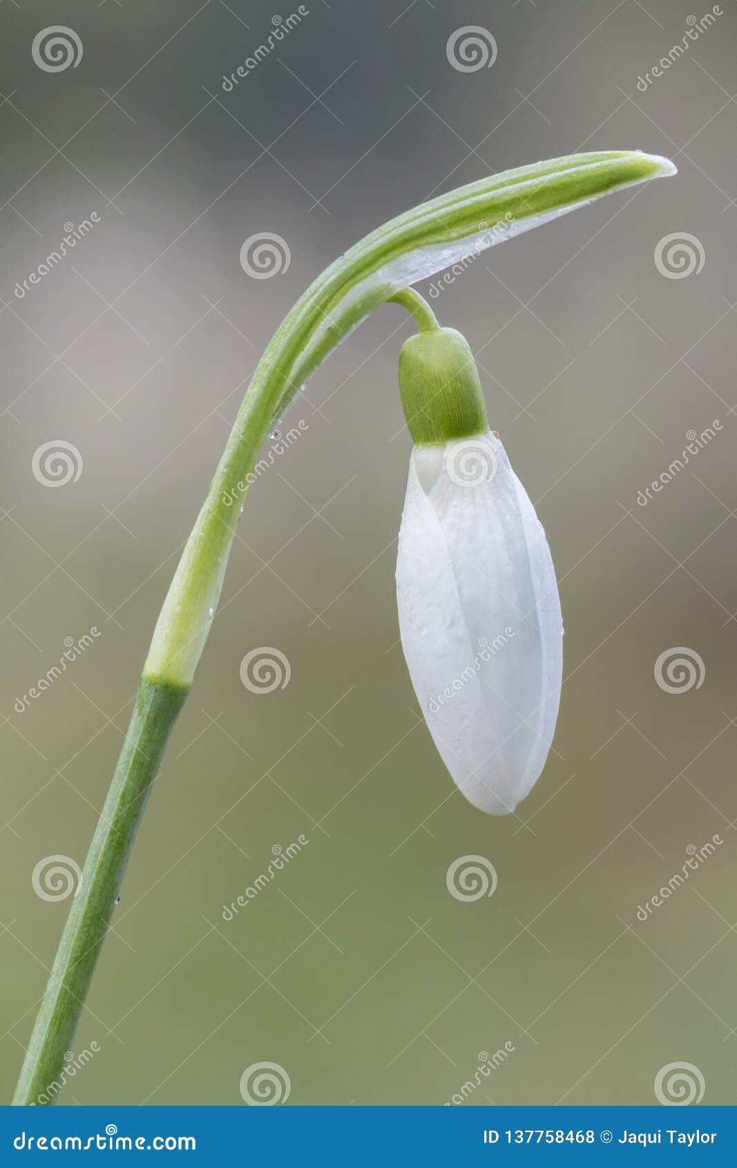 A single snowdrop stock photo. Image of white, winter - 137758468