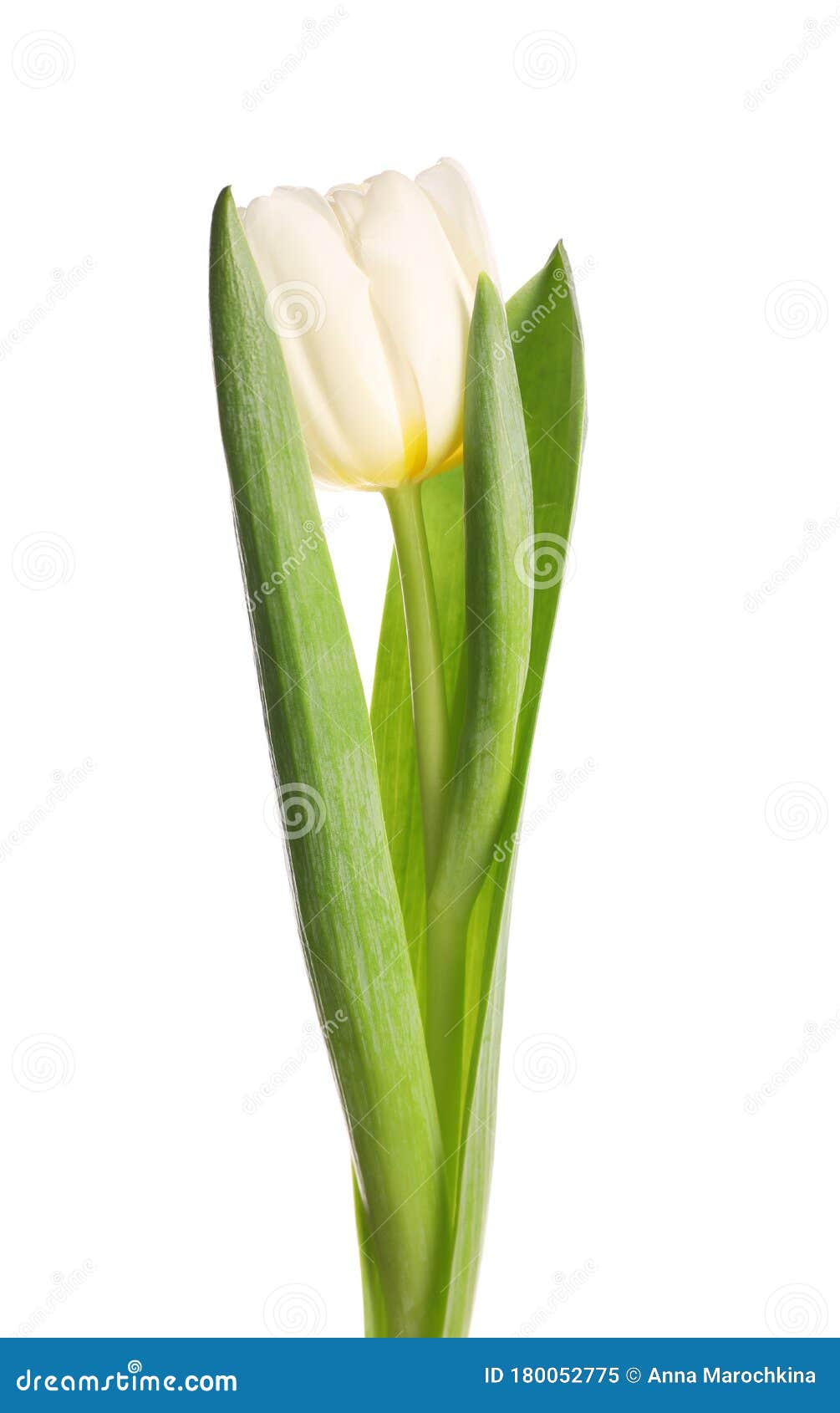 Single white spring tulip stock image. Image of single - 180052775