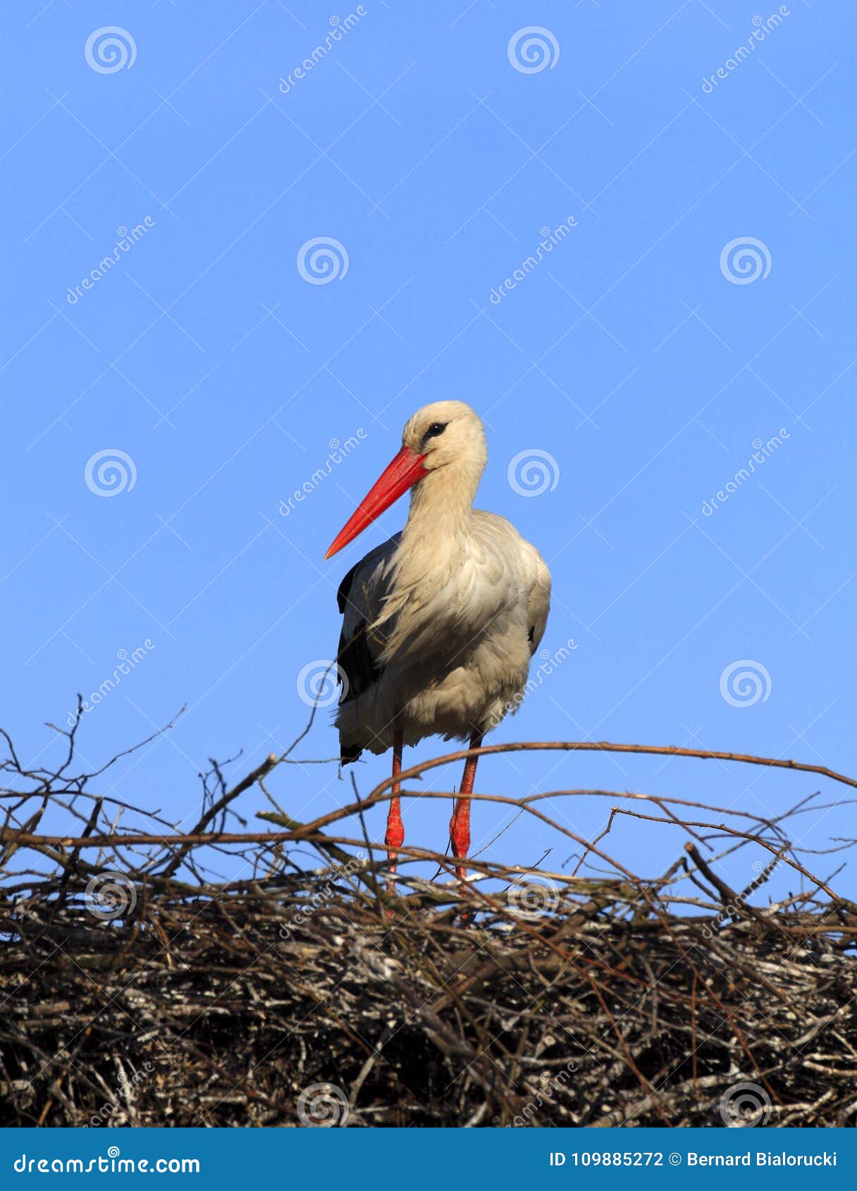 Single White Stork Bird on a Nest during the Spring Nesting Period ...