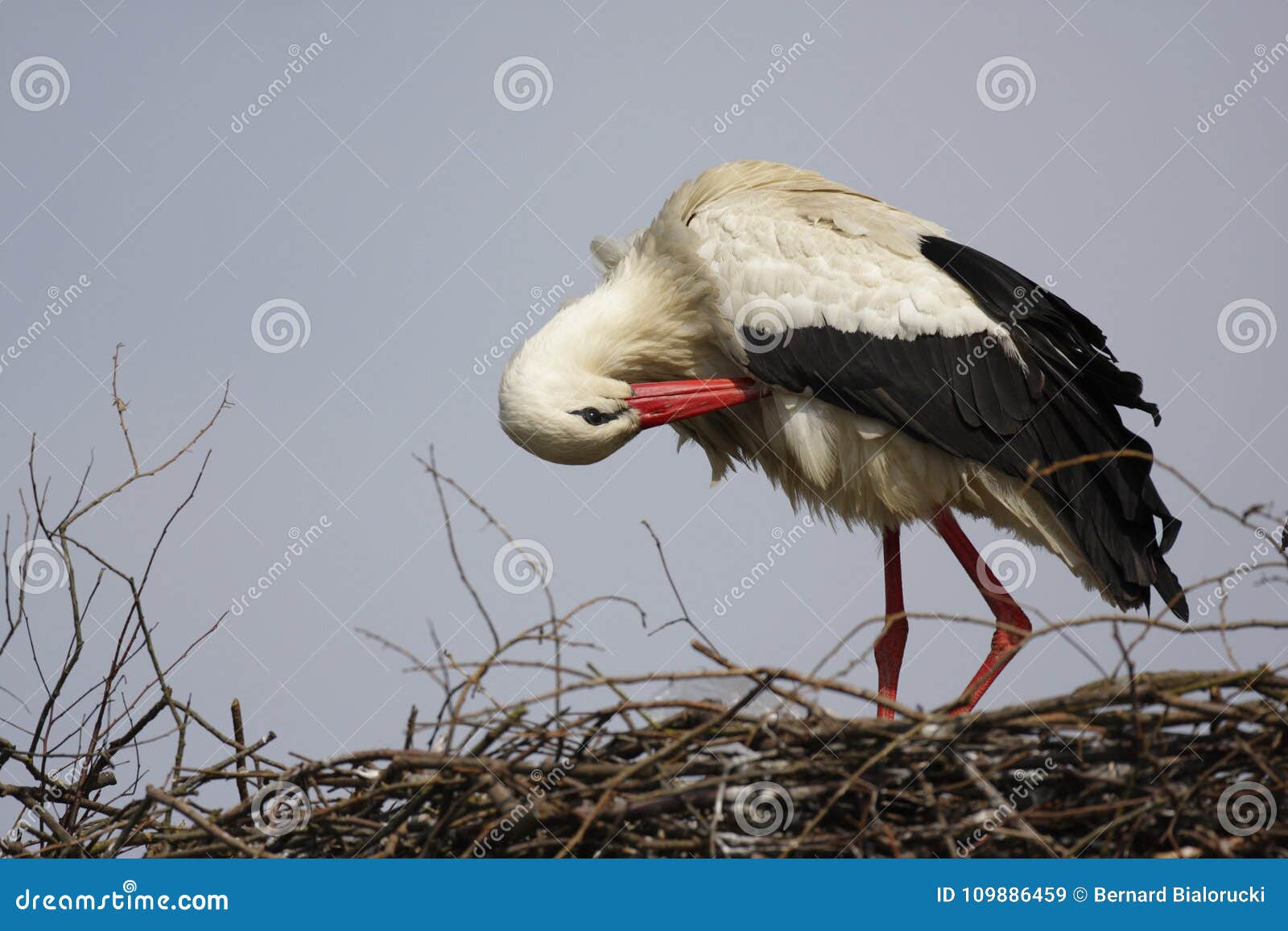 Single White Stork Bird on a Nest during the Spring Nesting Period ...