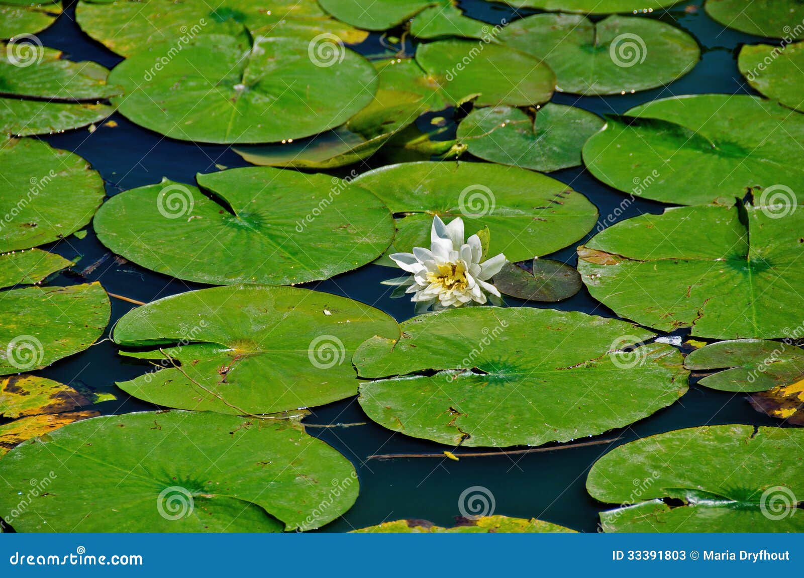 Single white water lily stock image. Image of water, flower - 33391803