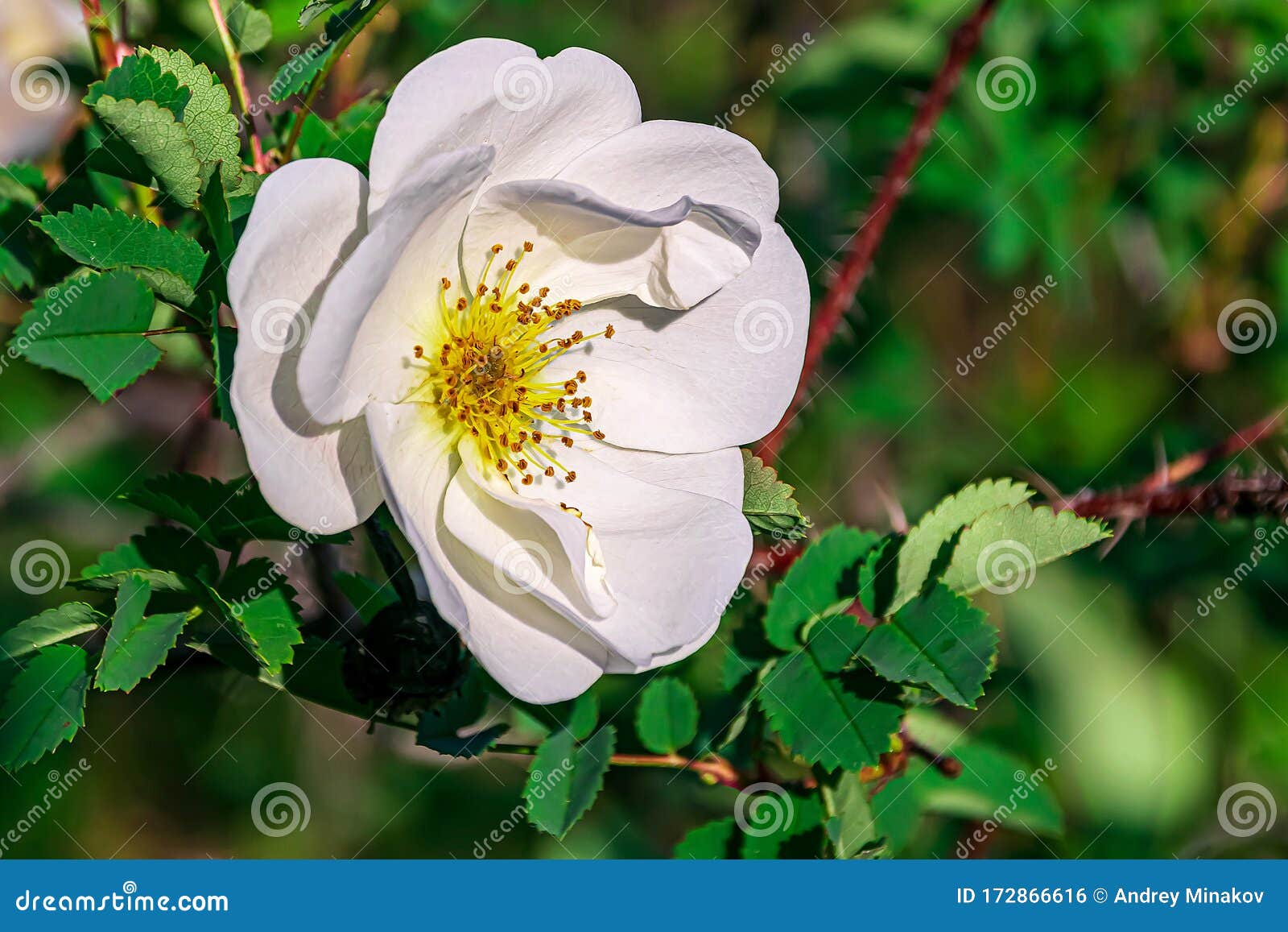 Single White Wild Rose Flower Stock Photo - Image of nature, brier ...