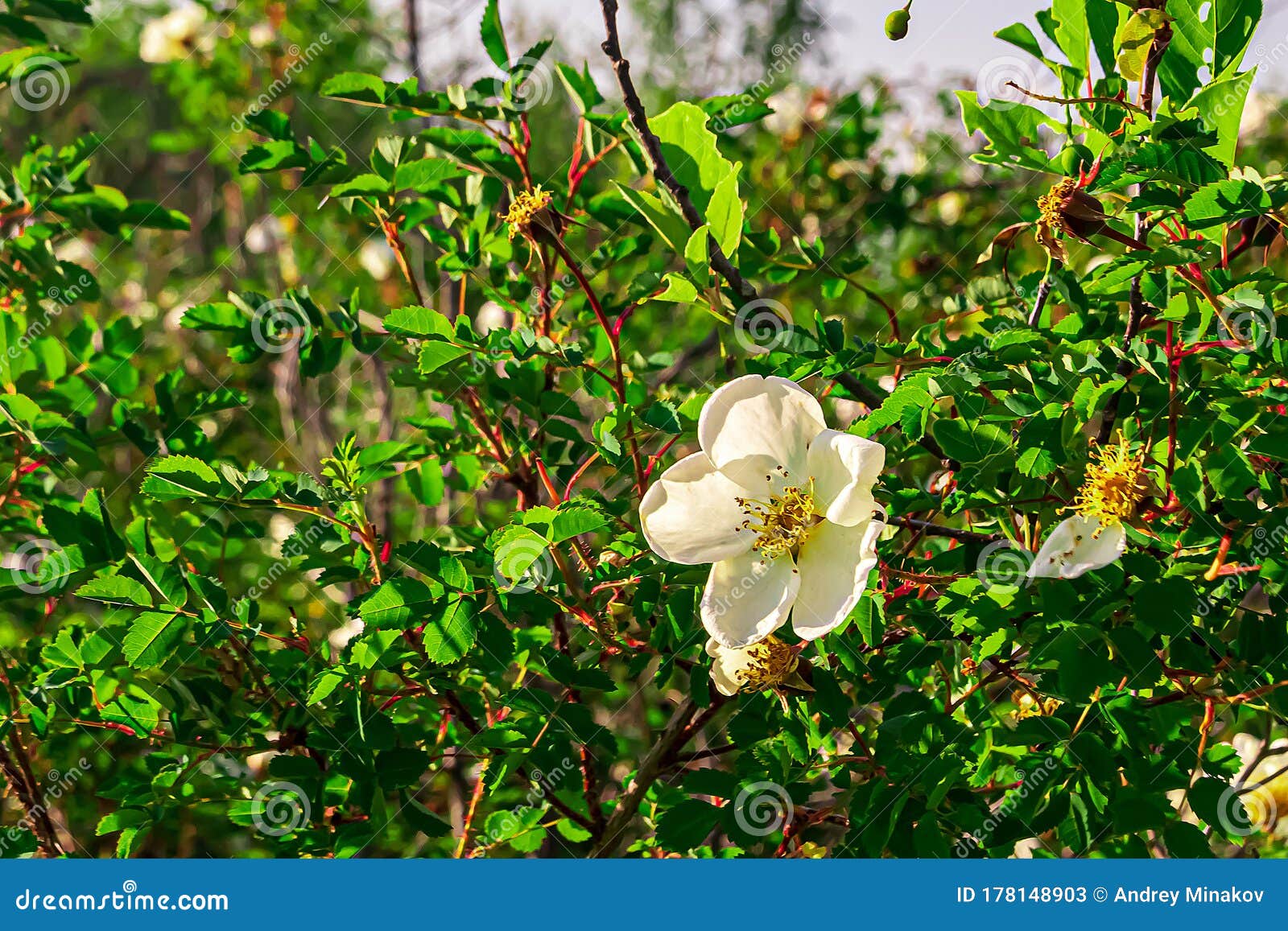 A Single White Wild Rose Flower Stock Image - Image of blossom ...