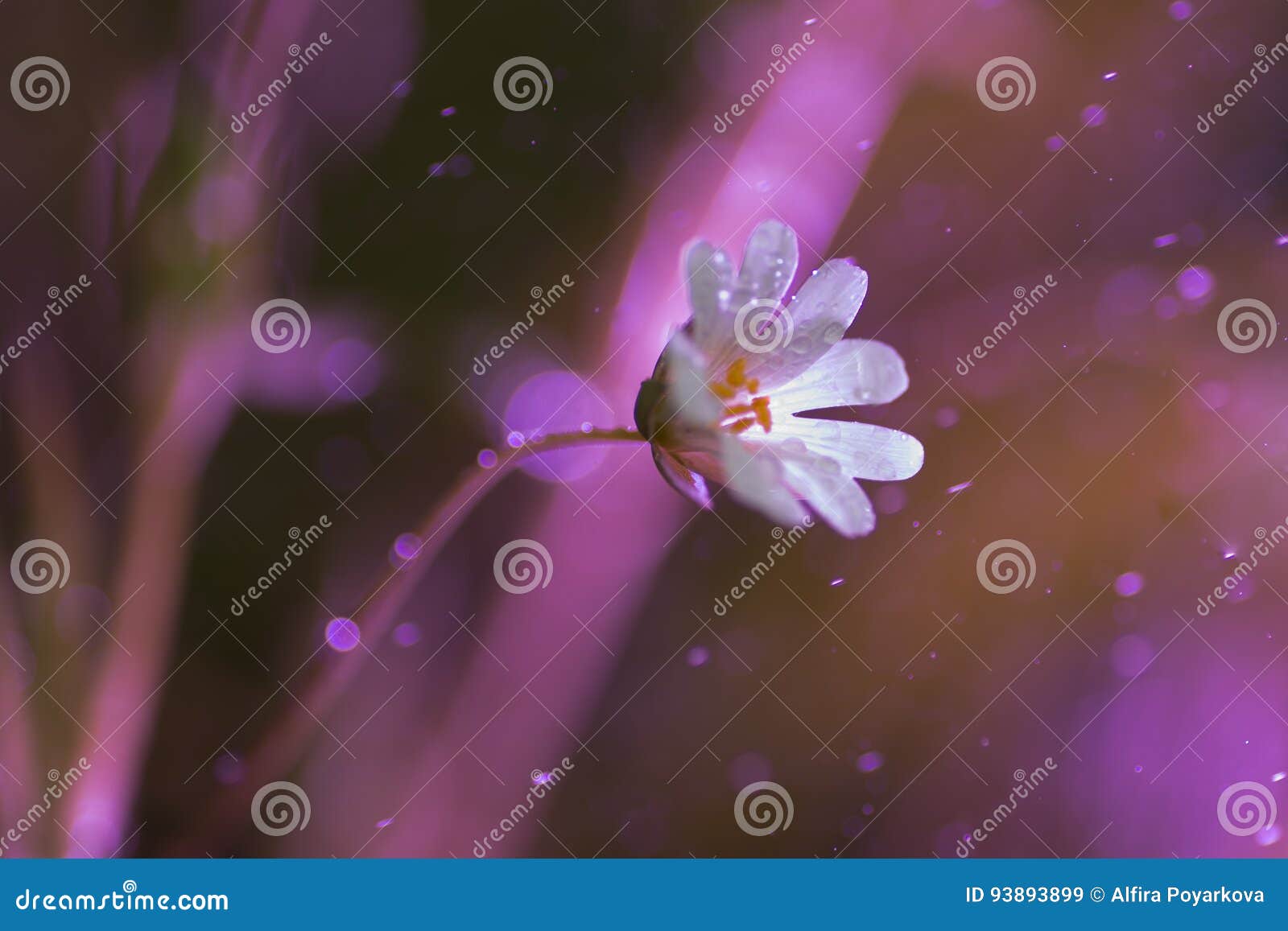 Single white wildflower stock image. Image of dirt, meadow - 93893899