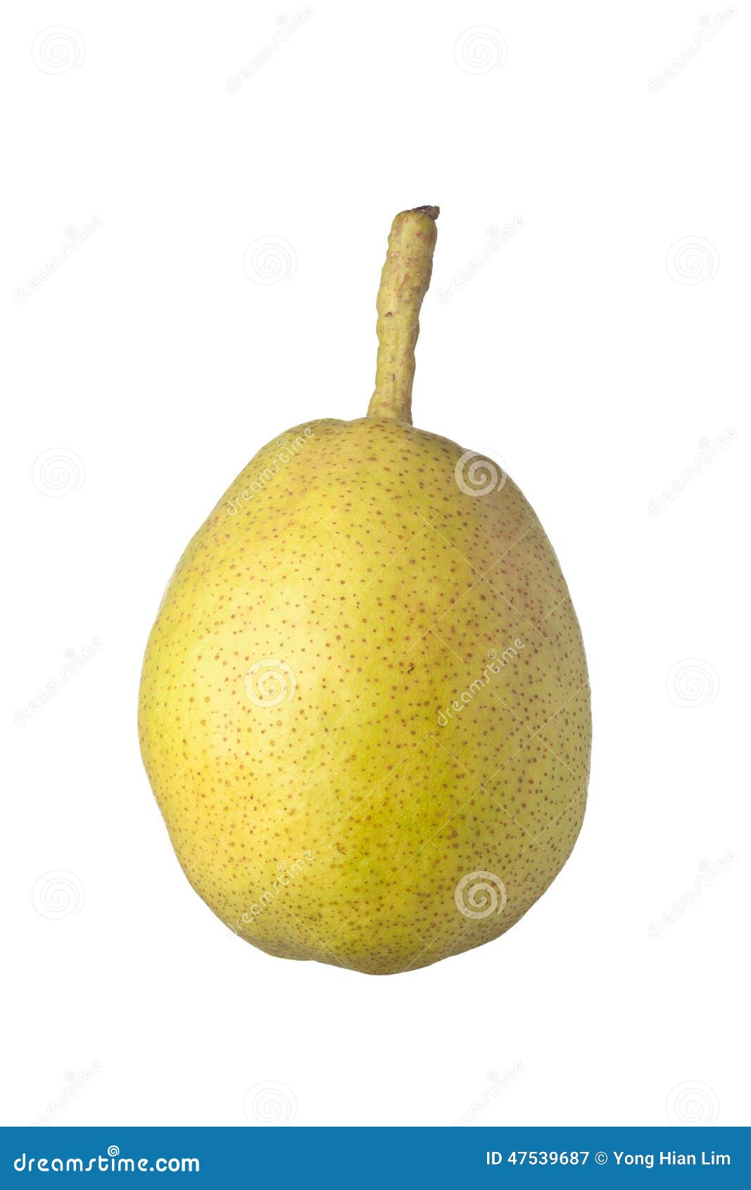 Single whole Asian pear stock image. Image of nutritious - 47539687