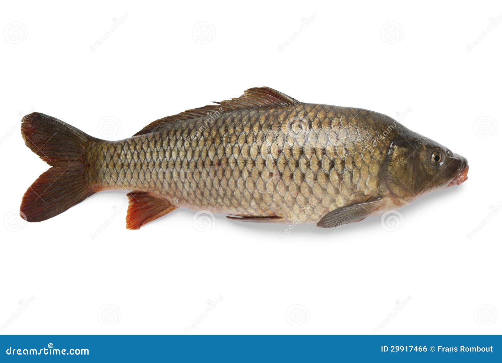 Red Carp Fish. Stock Photography | CartoonDealer.com #89942576