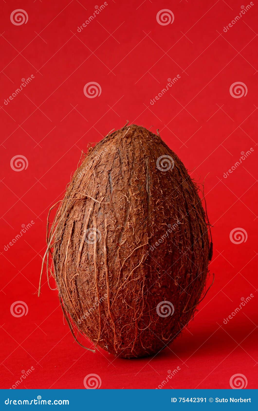 Single whole coconut stock image. Image of brown, vegetarian - 75442391