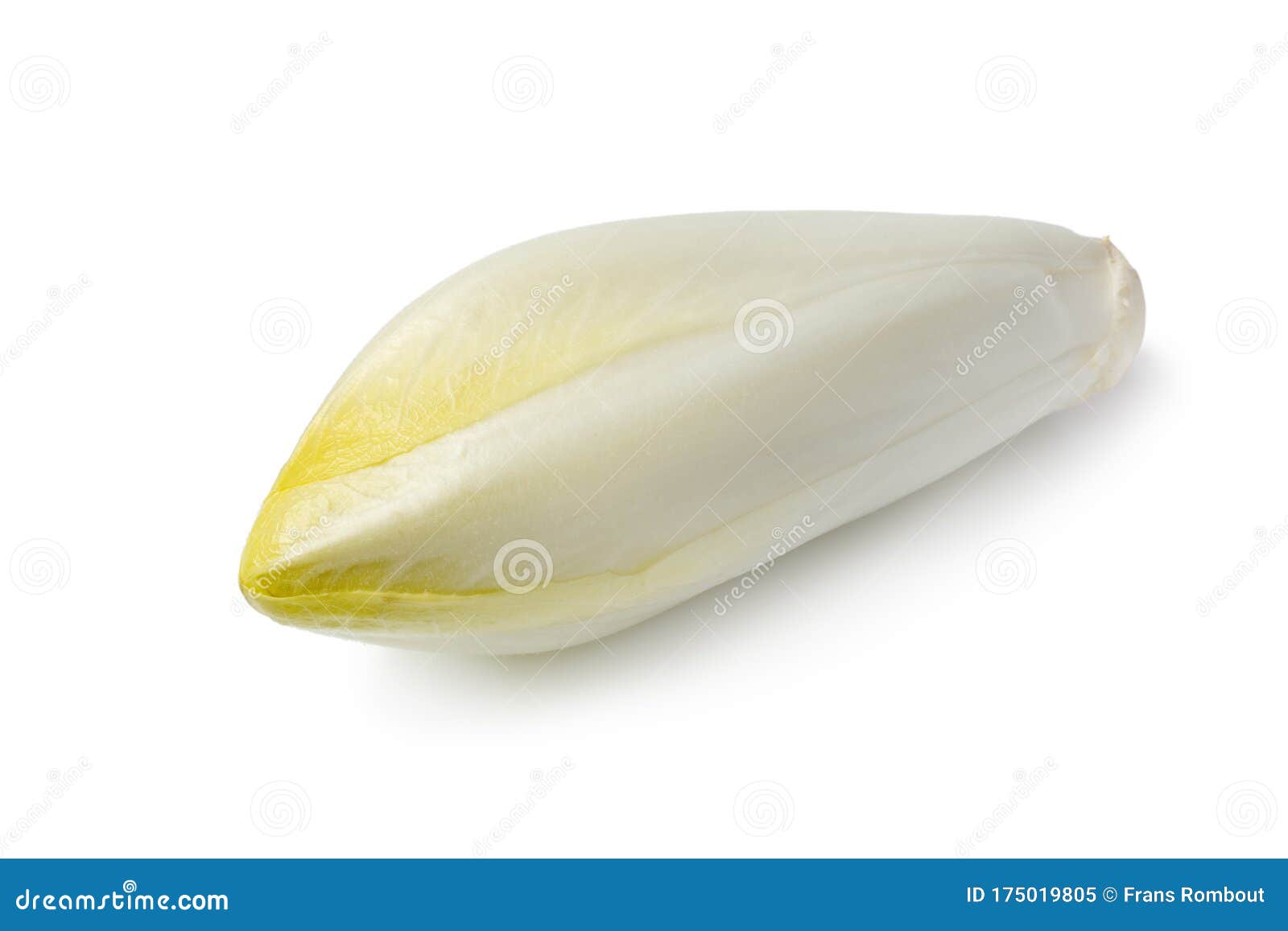 Belgian Endive, Witloof, Chicory Root Salad, Light Background Stock ...