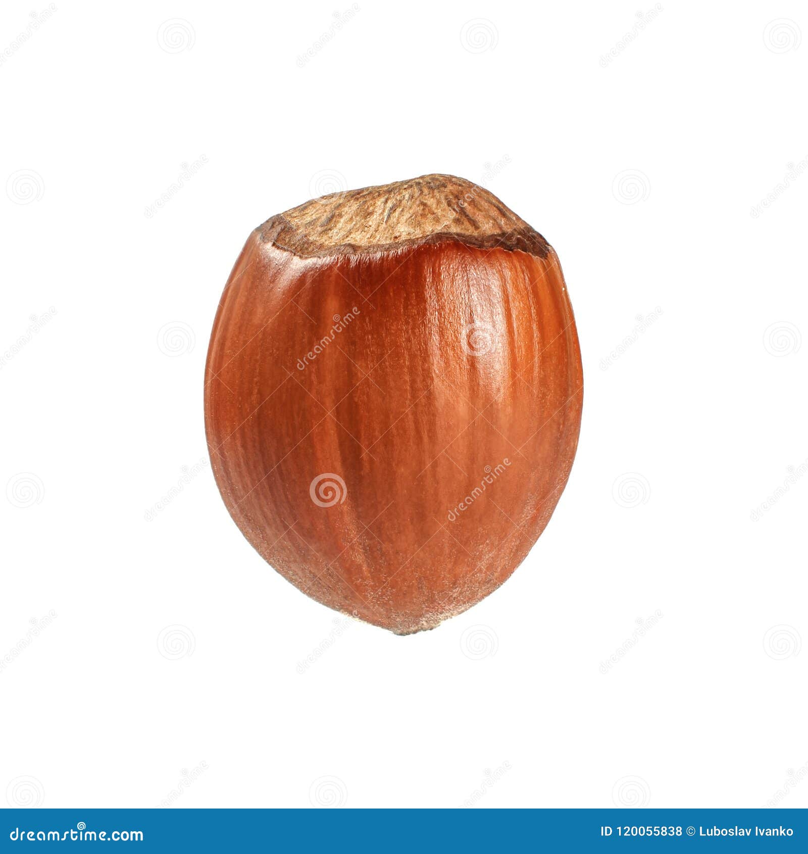 Single Whole Hazelnut Isolated on White Background. Stock Photo - Image ...