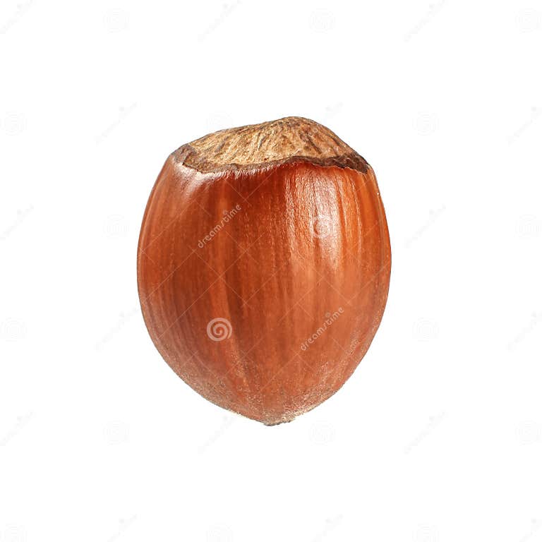 Single Whole Hazelnut Isolated on White Background. Stock Photo - Image ...