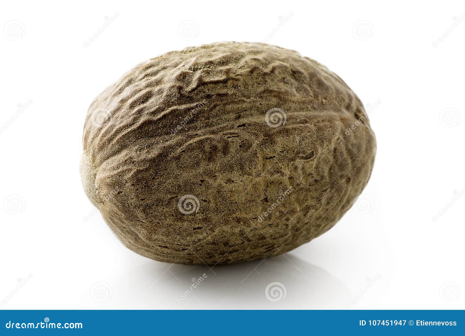 A single whole nutmeg. stock image. Image of muscat - 107451947