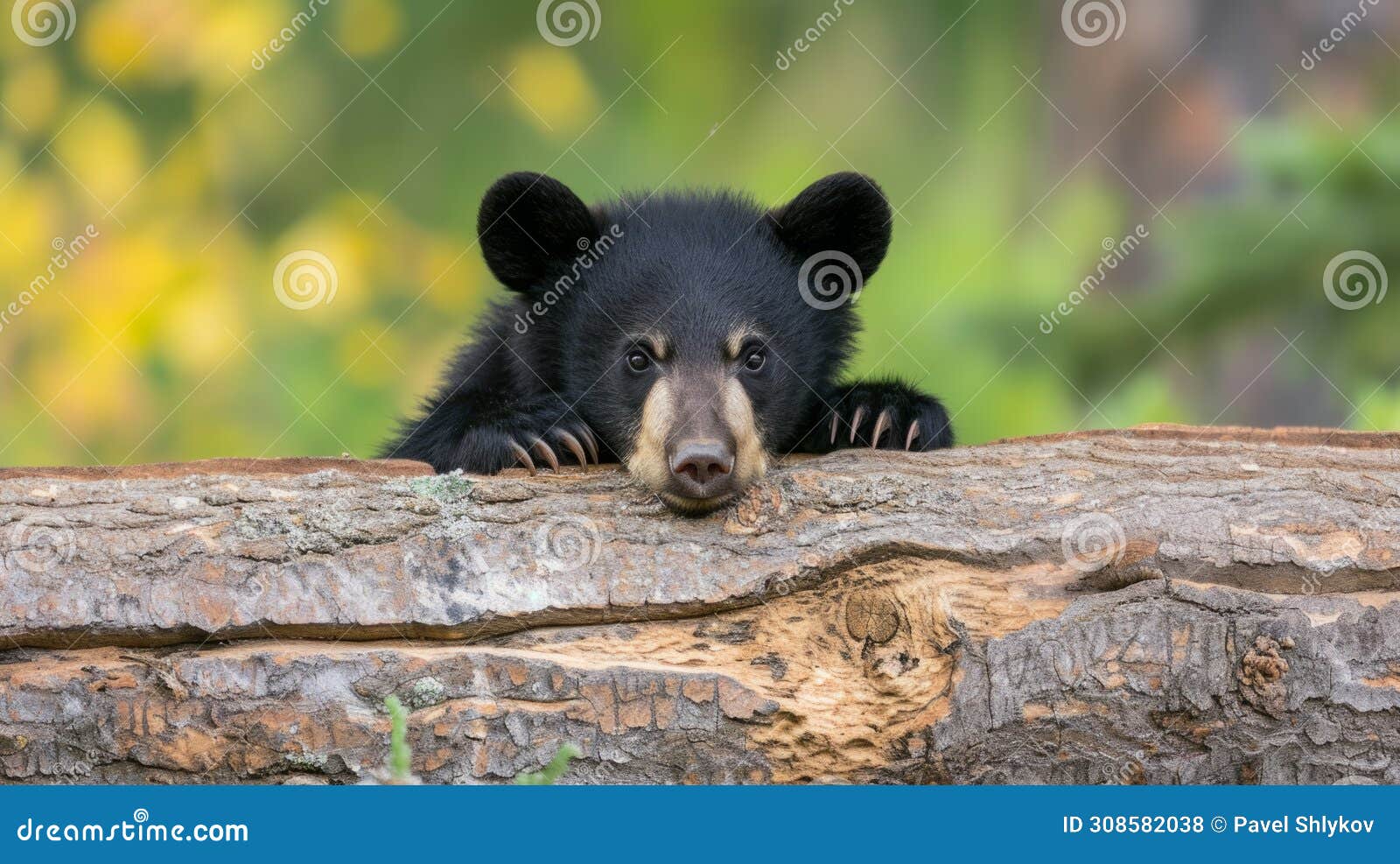 Single Wild Black Bear Behind the Log Stock Photo - Image of face ...