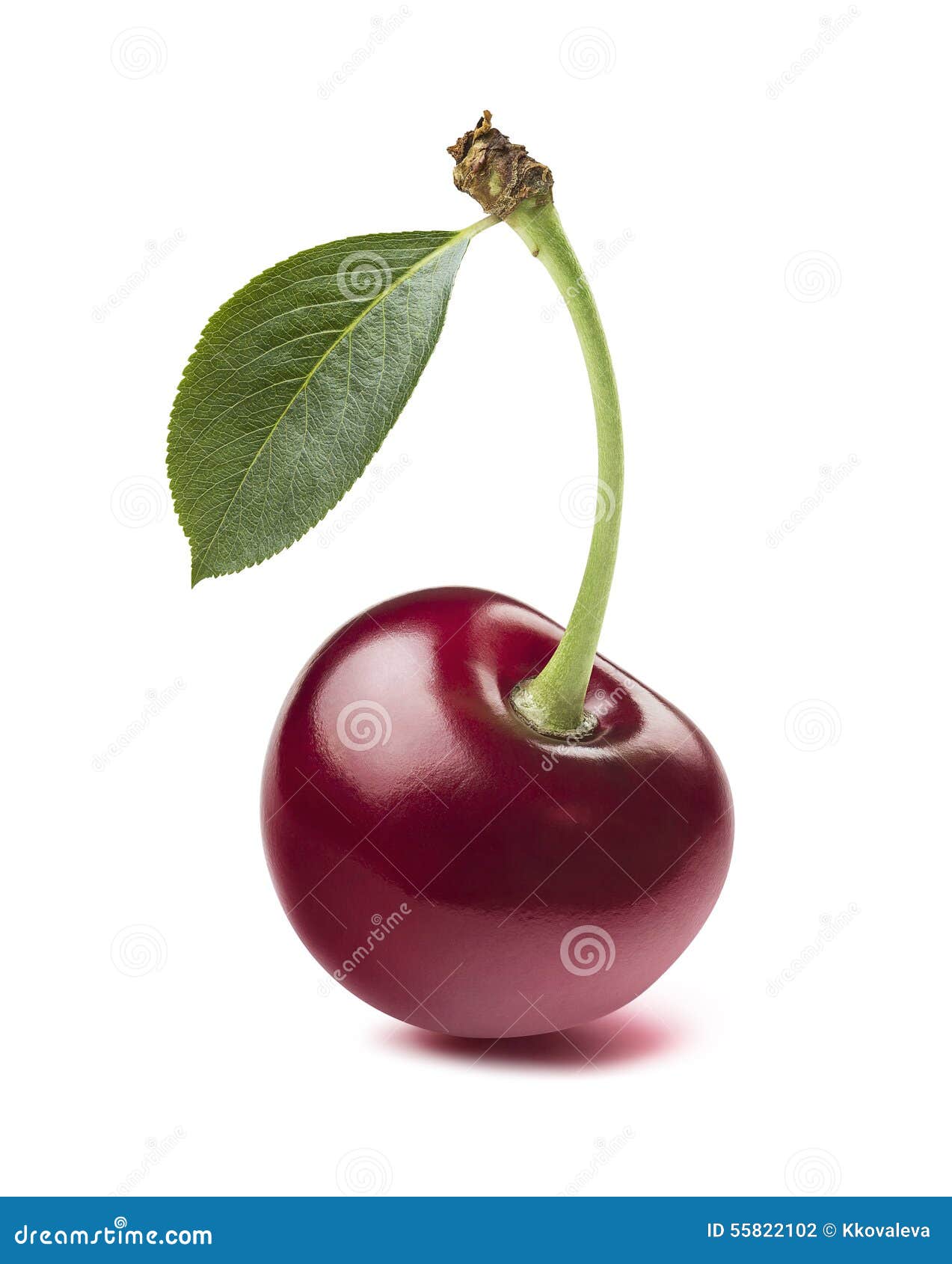 Single Wild Cherry Isolated on White Background Stock Photo - Image of ...