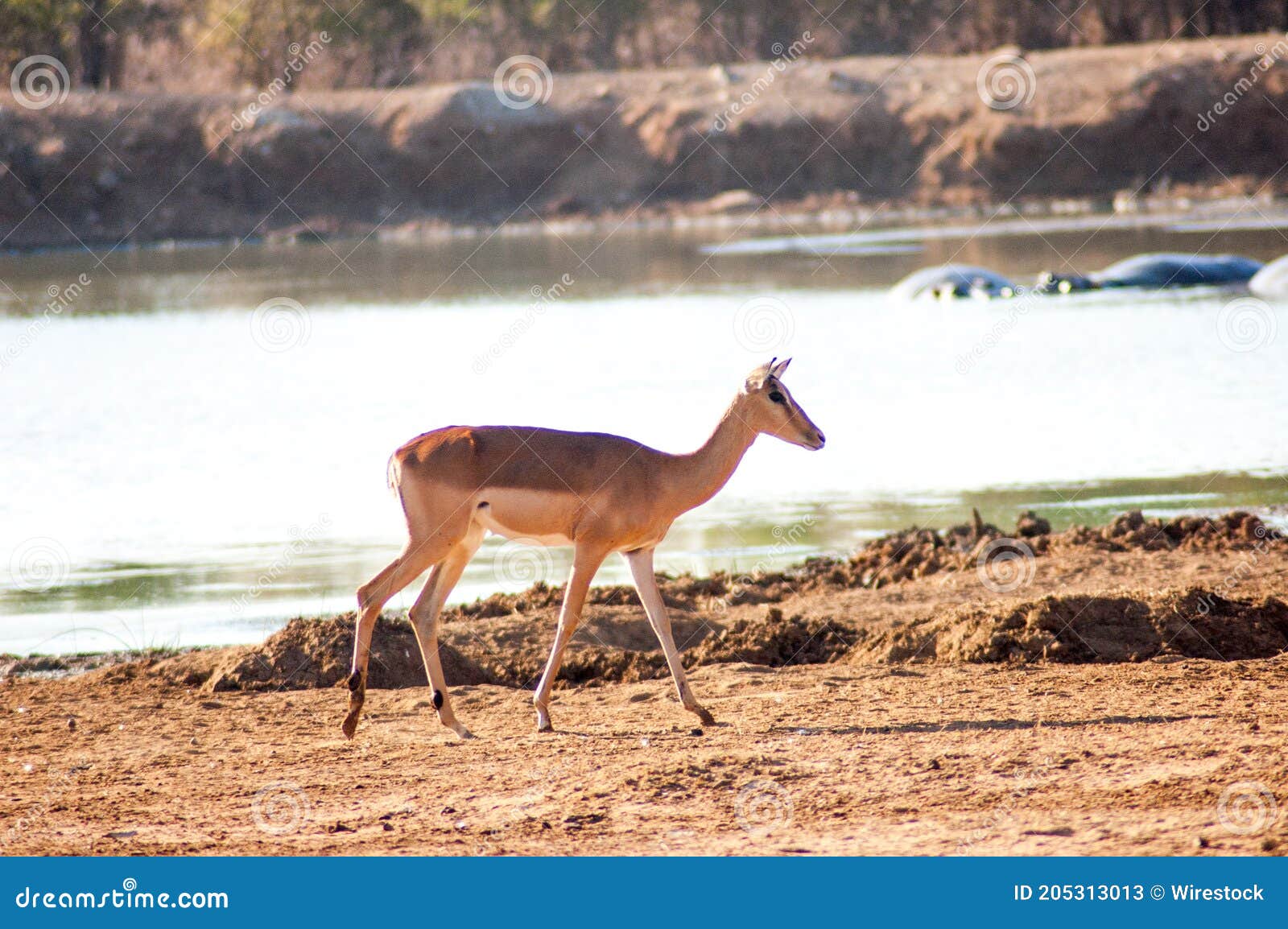 Single Wild Deer in a Safari Park in Africa Stock Image - Image of ...