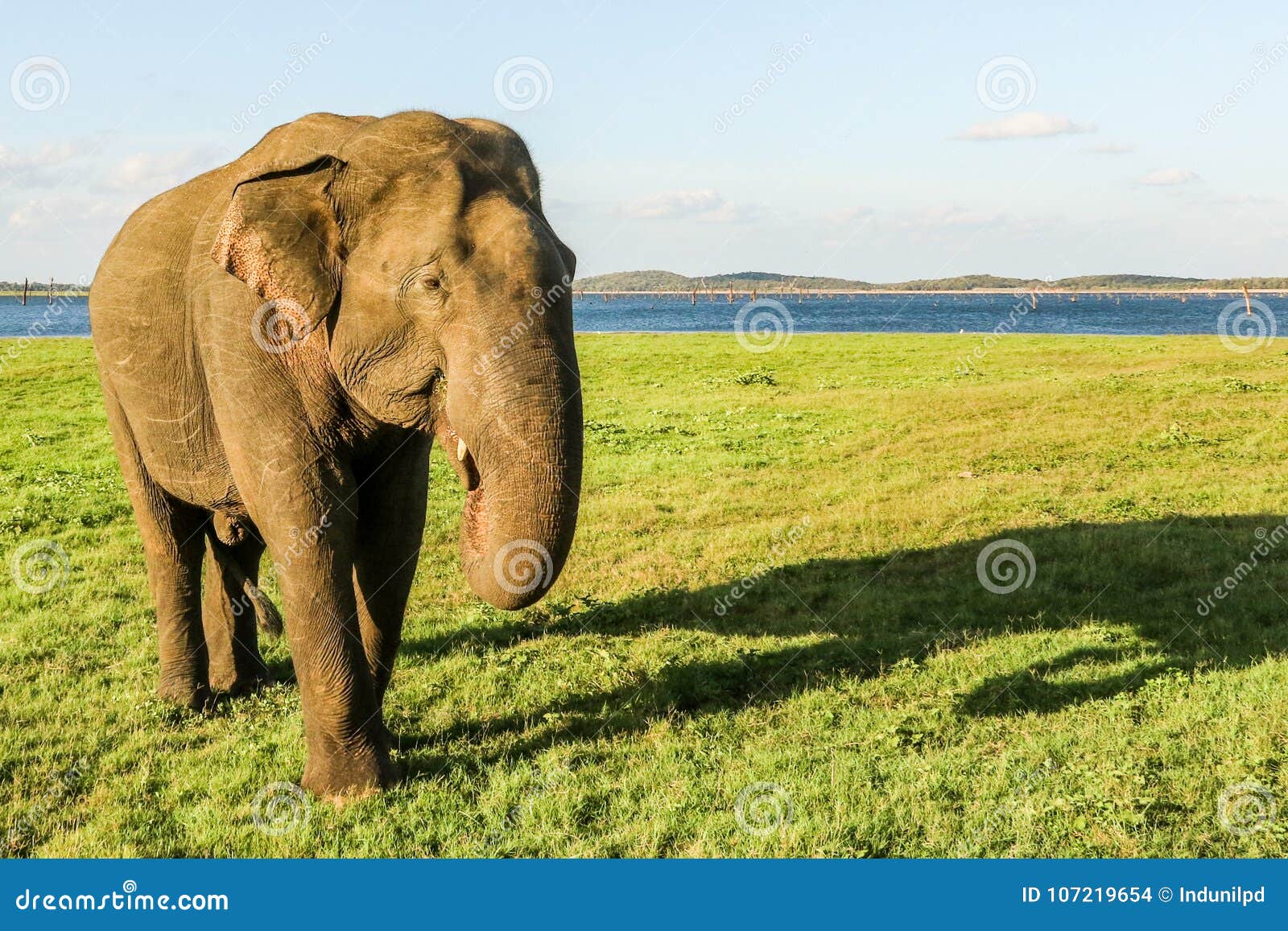 Single Wild elephant stock photo. Image of ceylon, wildlife - 107219654