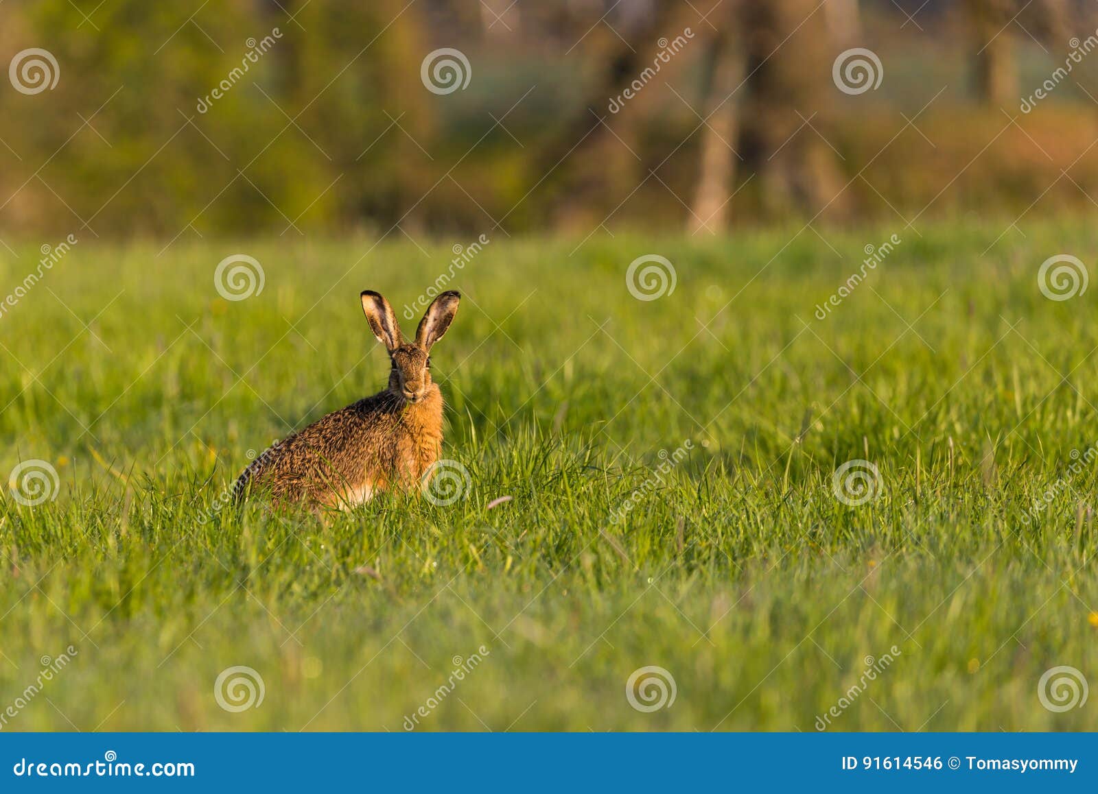 Single Wild Hare with Big Ears Sits on Meadow and Eats Grass Stock ...