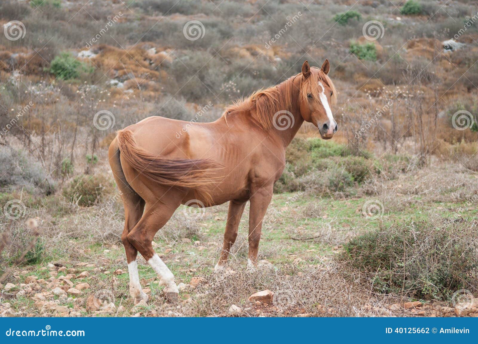 Single wild horse stock photo. Image of tail, brown, horse - 40125662