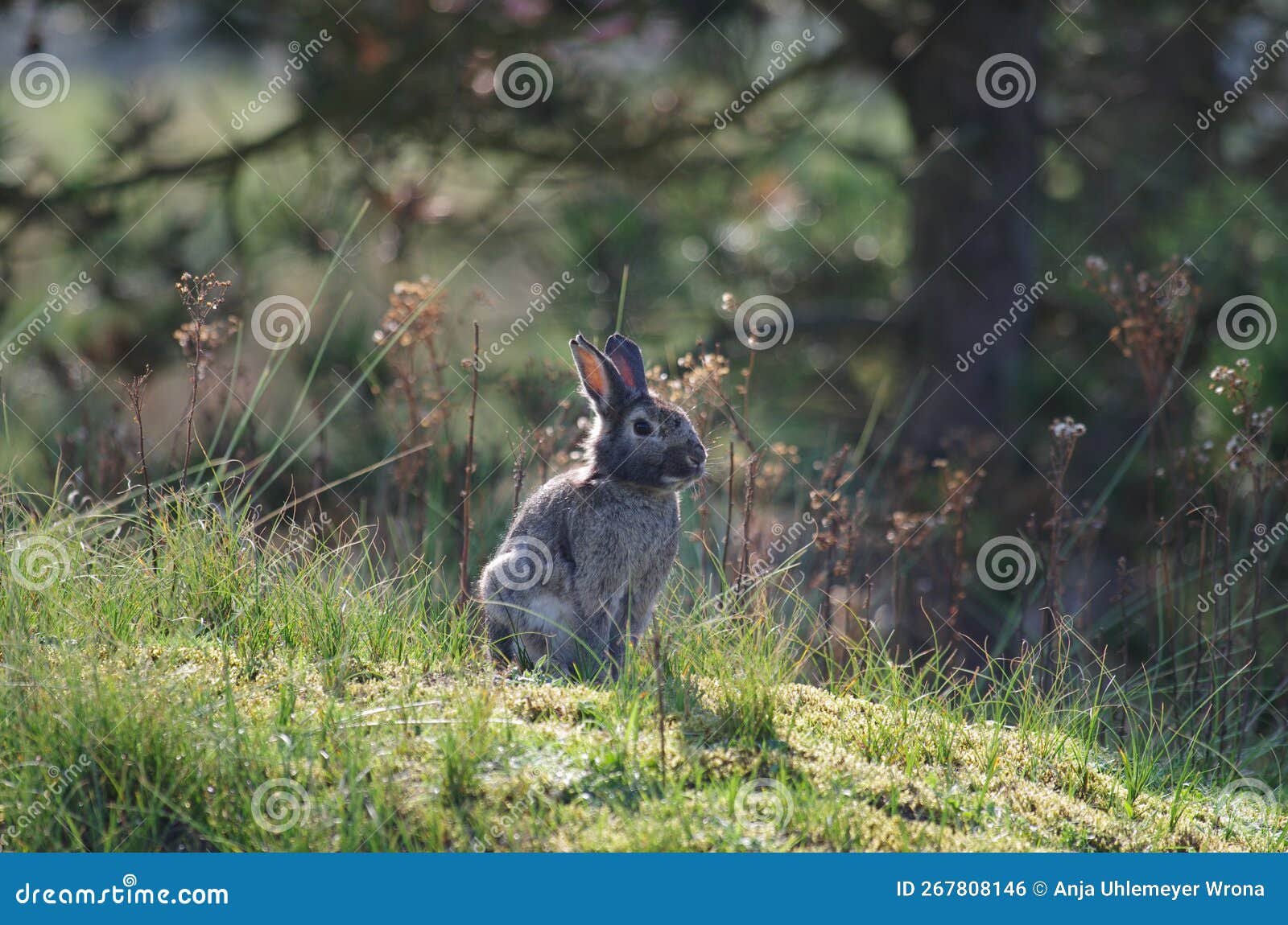 A Single Wild Rabbit Sits in a Forest Clearing Stock Photo - Image of ...