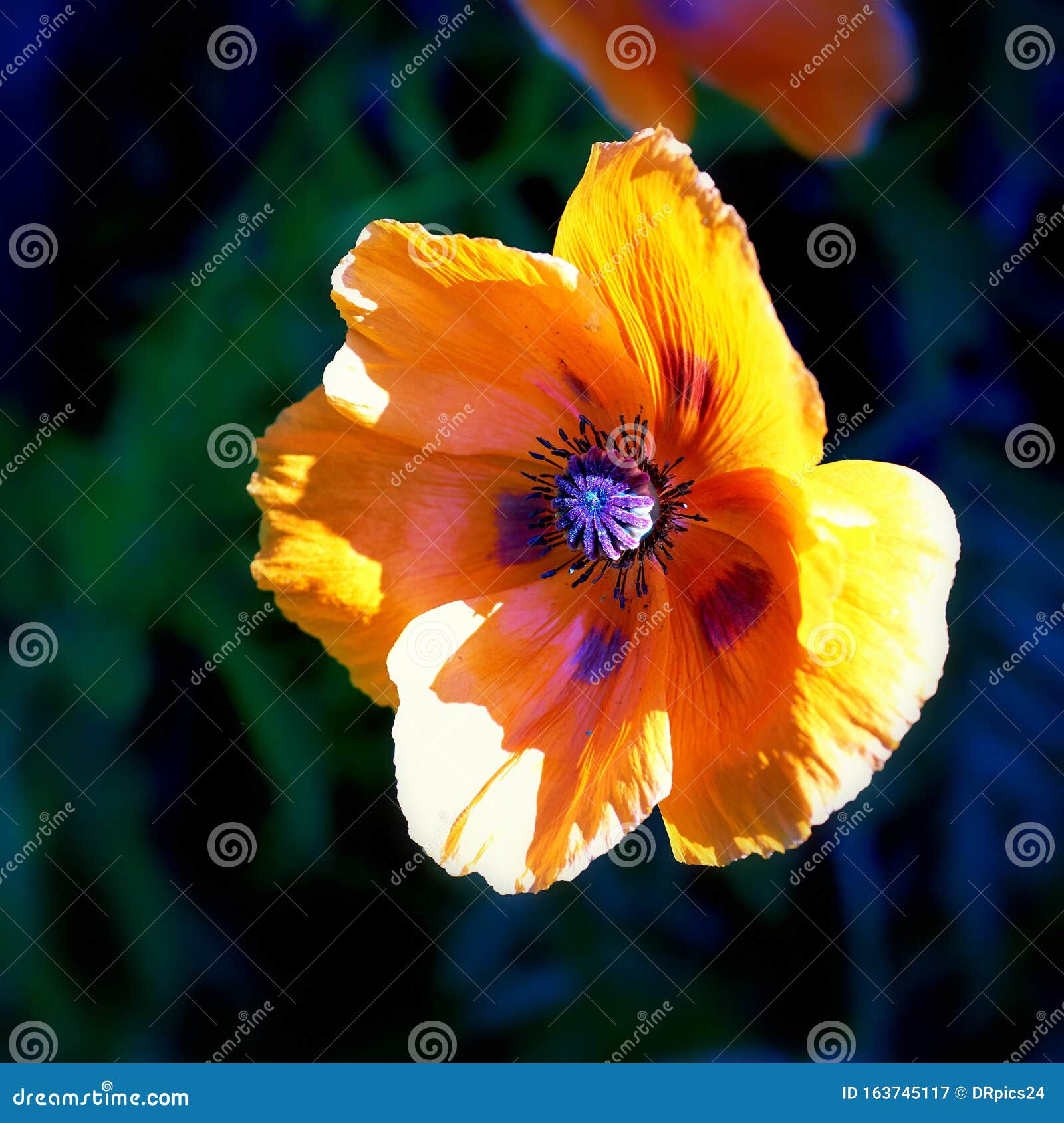 Single Wild Red Corn Poppy Flower Blossom Stock Image - Image of bright ...