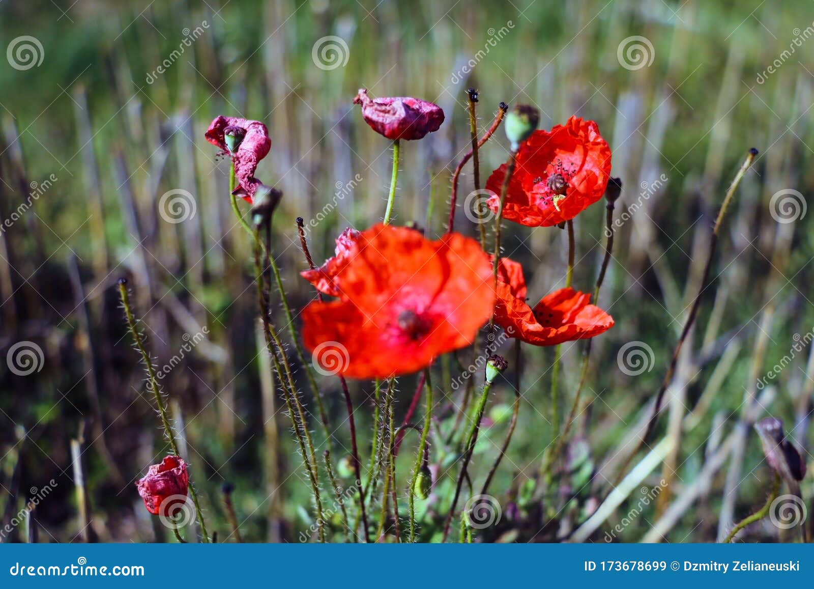 Single Wild Red Corn Poppy Flower Blossom in the Spring Stock Image ...