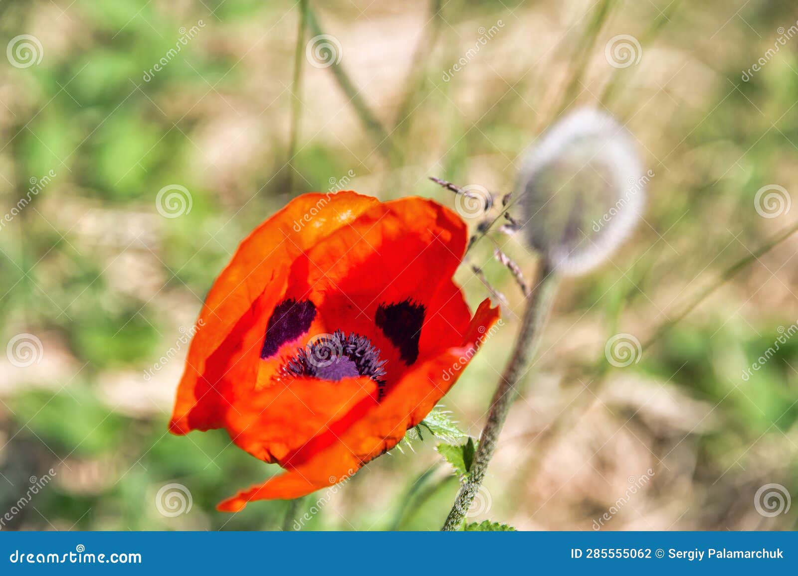 Single Wild Red Poppy Blooming on the Field Stock Photo - Image of ...
