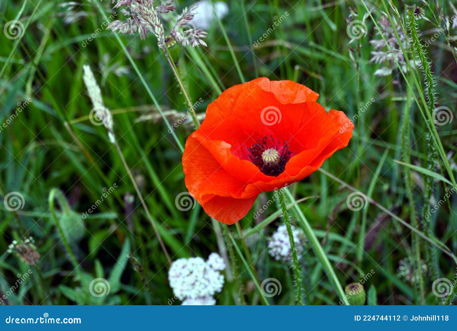 Single wild red poppy stock photo. Image of poppy, honouring - 224744112