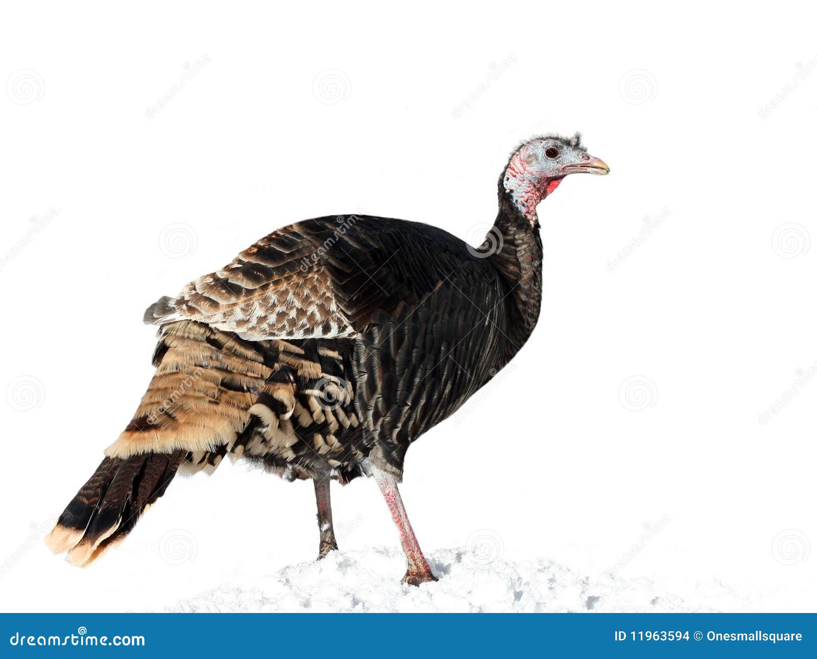 Single Wild Turkey Standing in the Snow Stock Photo - Image of winter ...