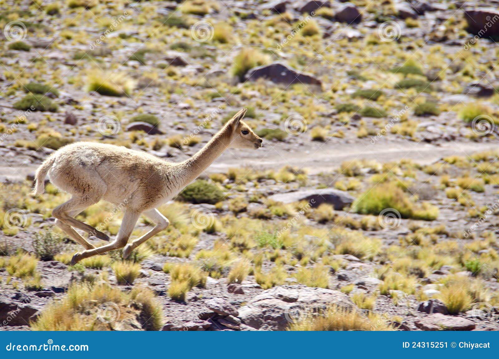 Single Wild Vicunas Running Stock Image - Image of mammal, atacama ...