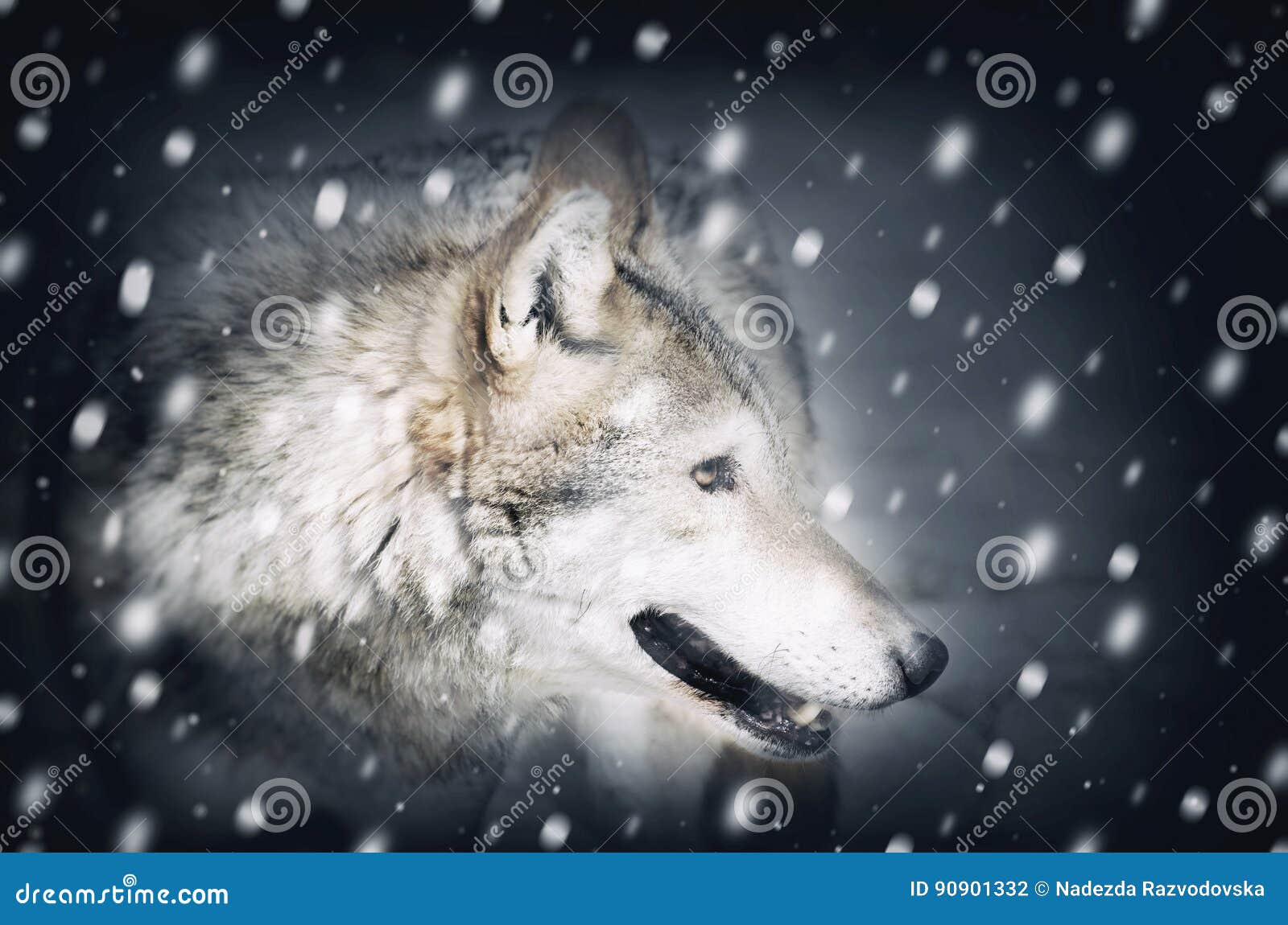Single Wild Wolf at Snow stock photo. Image of animal - 90901332
