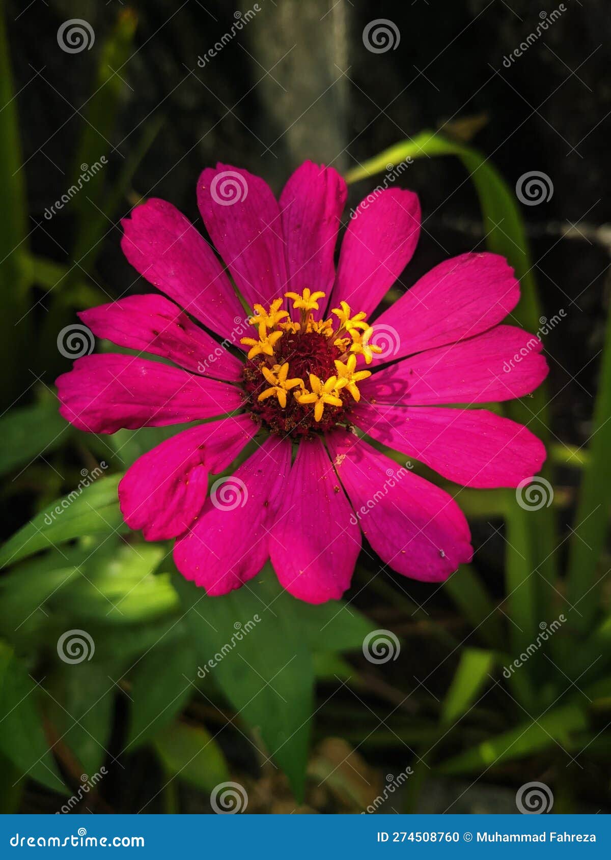 A Single Wildflower Growing in the Yard Stock Photo - Image of yard ...