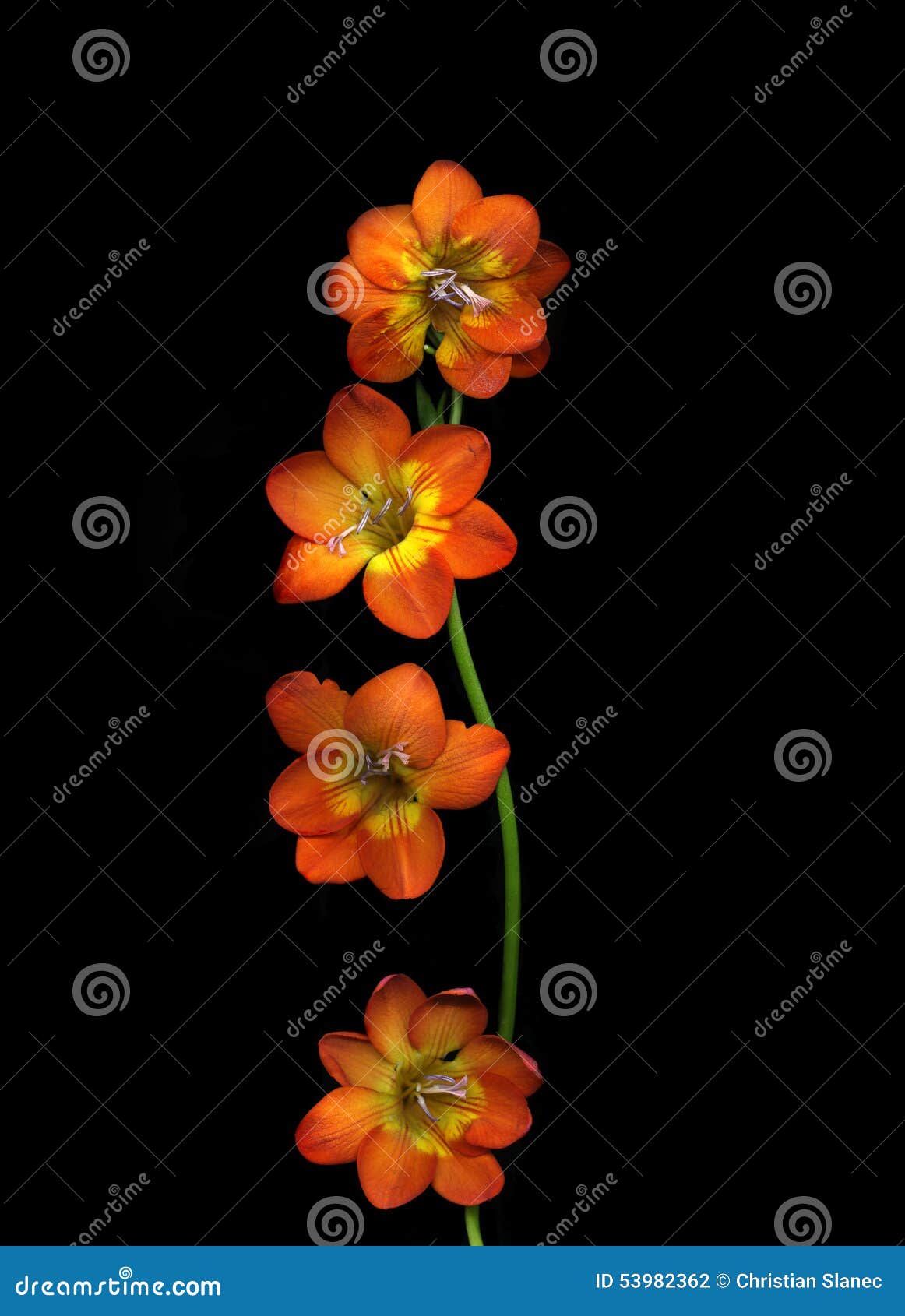 Single Wildflower Bloodroot - Sanguinaria Canadensis Stock Photo ...
