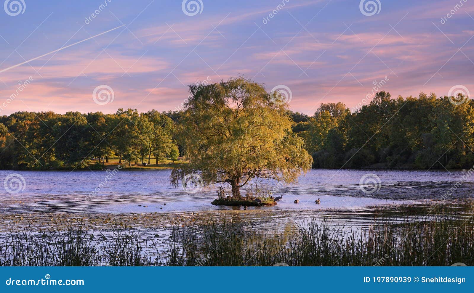 Single Willow Tree in the Middle of Lake Under Evening Sky with ...