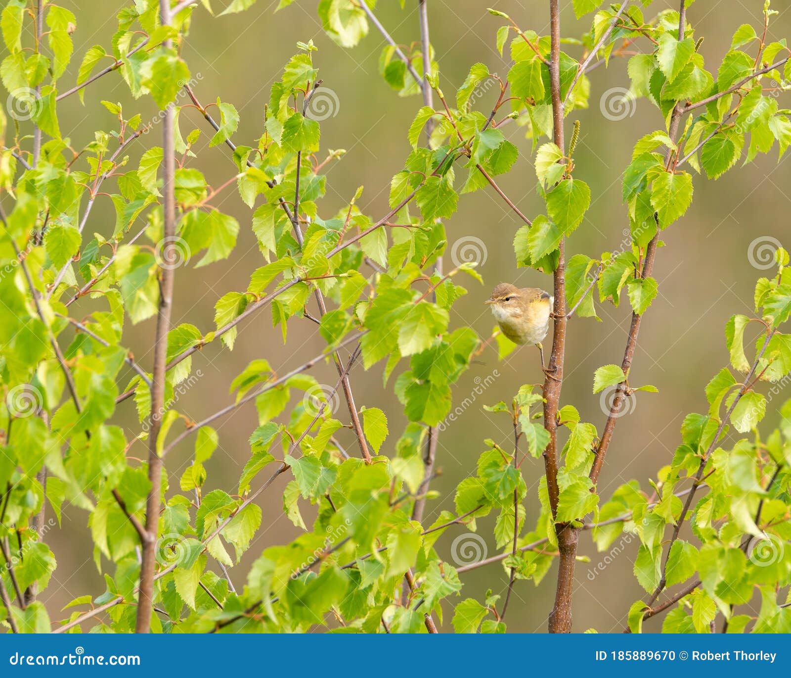 A Single Willow Warbler, Phylloscopus Trochilus on a Perch Stock Photo ...