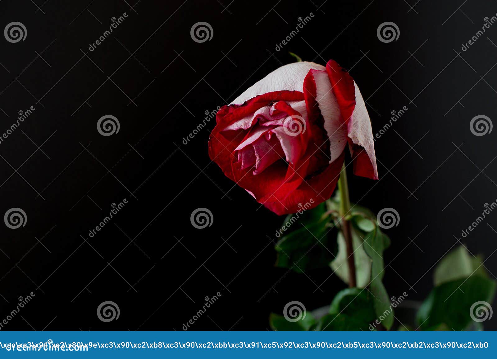 A Single Wilted Red Rose on a Dark Background Stock Photo - Image of ...