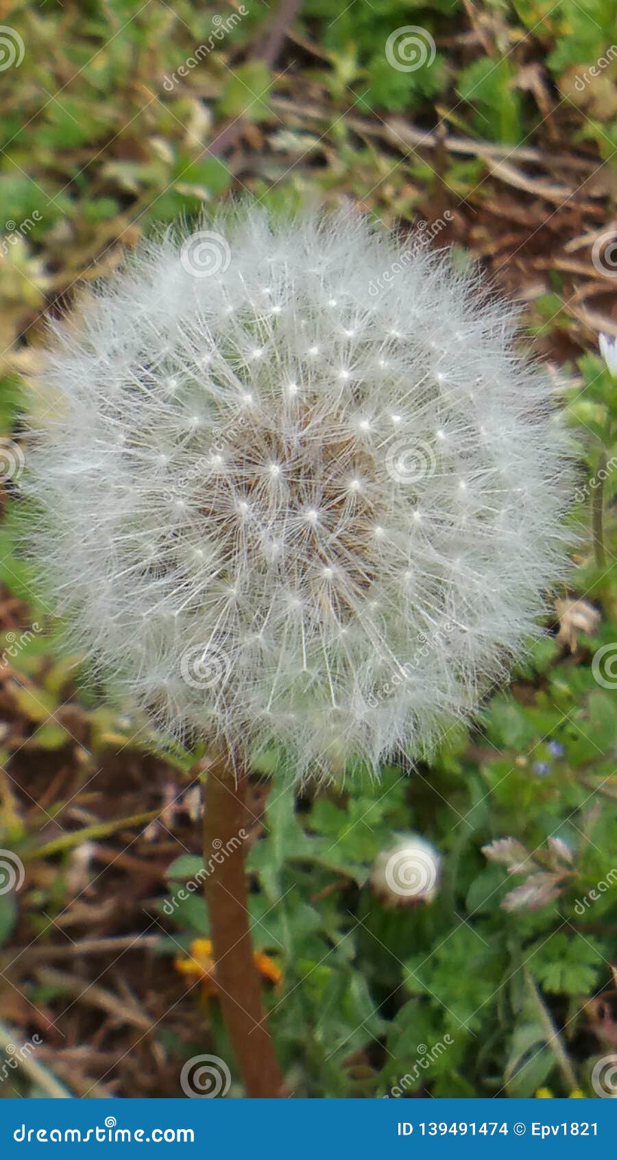 Wind Borne Flower Seed stock photo. Image of borne, wind - 139491474