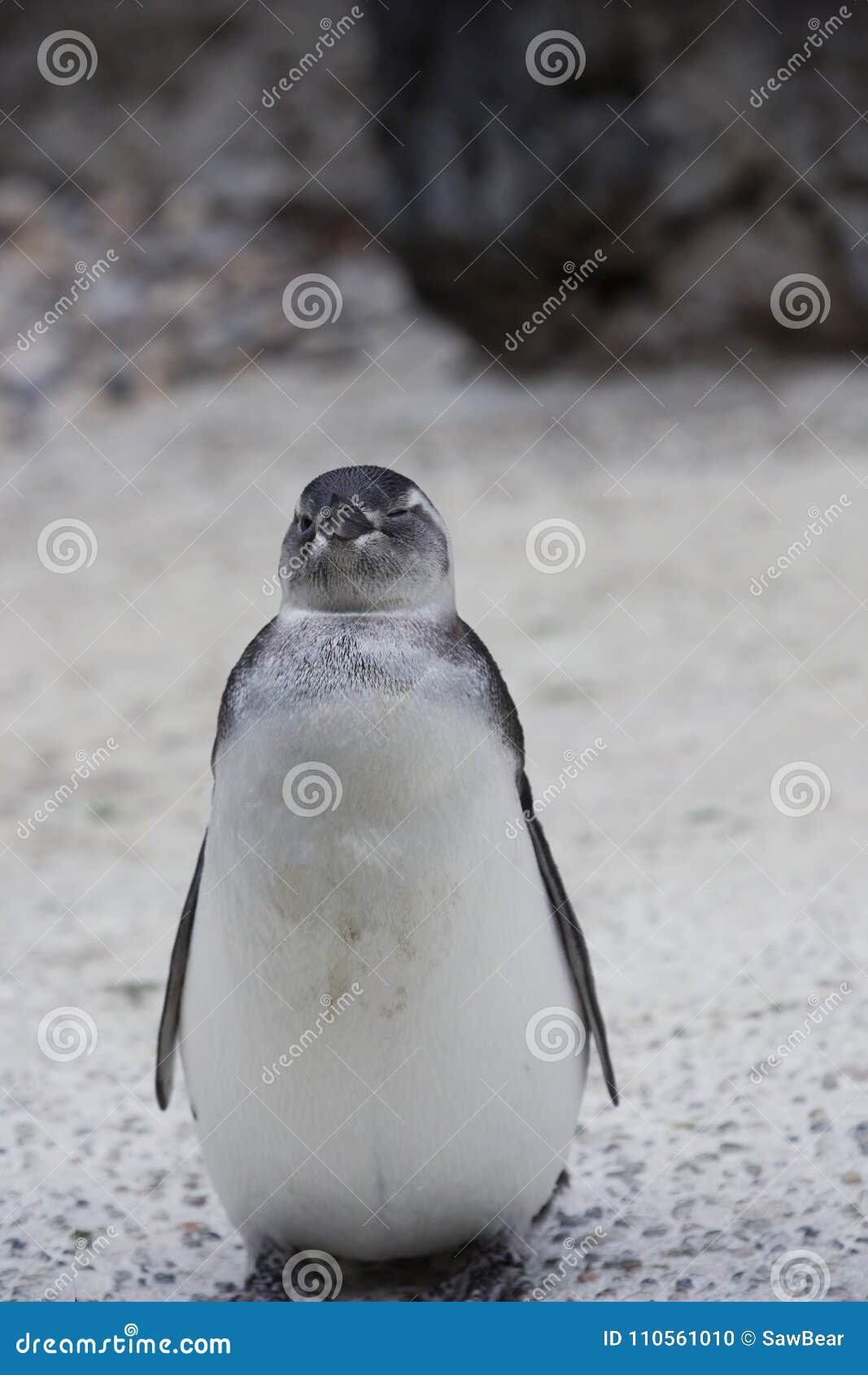 A Single Winking Magellanic Penguin Stock Photo - Image of black ...