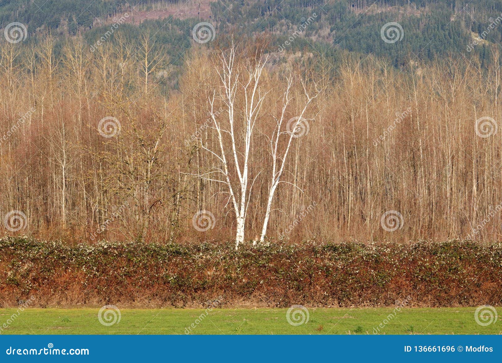 Single Winter Birch Tree in Forest Stock Photo - Image of birch, park ...