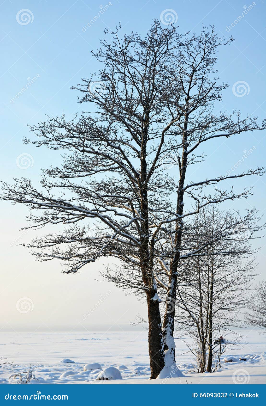 Single winter maple tree stock photo. Image of overhead - 66093032