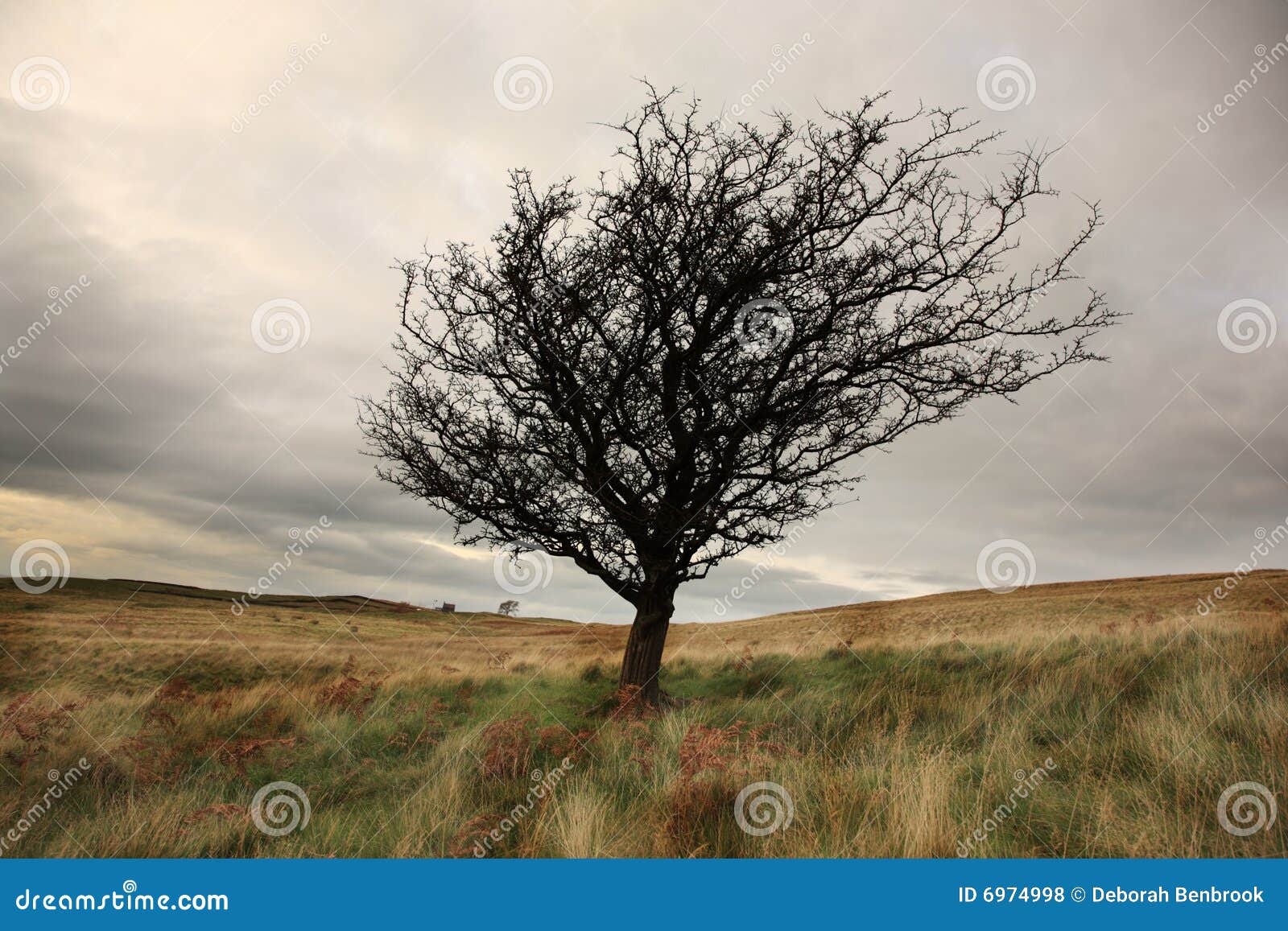 Single winter tree stock photo. Image of yellow, winter - 6974998