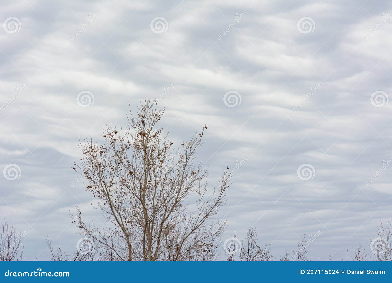 A Single Winter Tree, with a Cloud Covered Sky that Has a Wavy Pattern ...