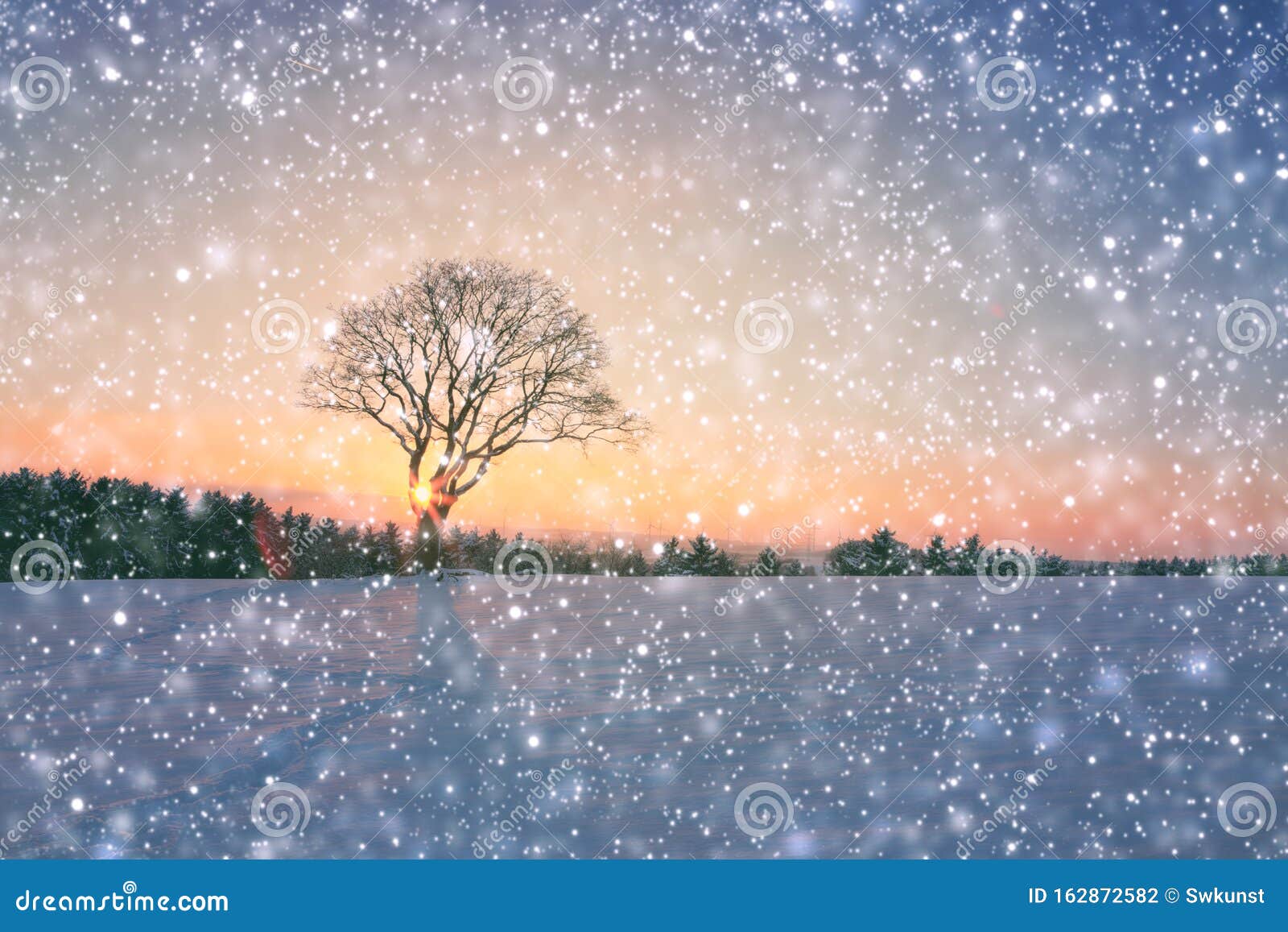 Single Winter Tree in the Field and Snowfall. Stock Photo - Image of ...