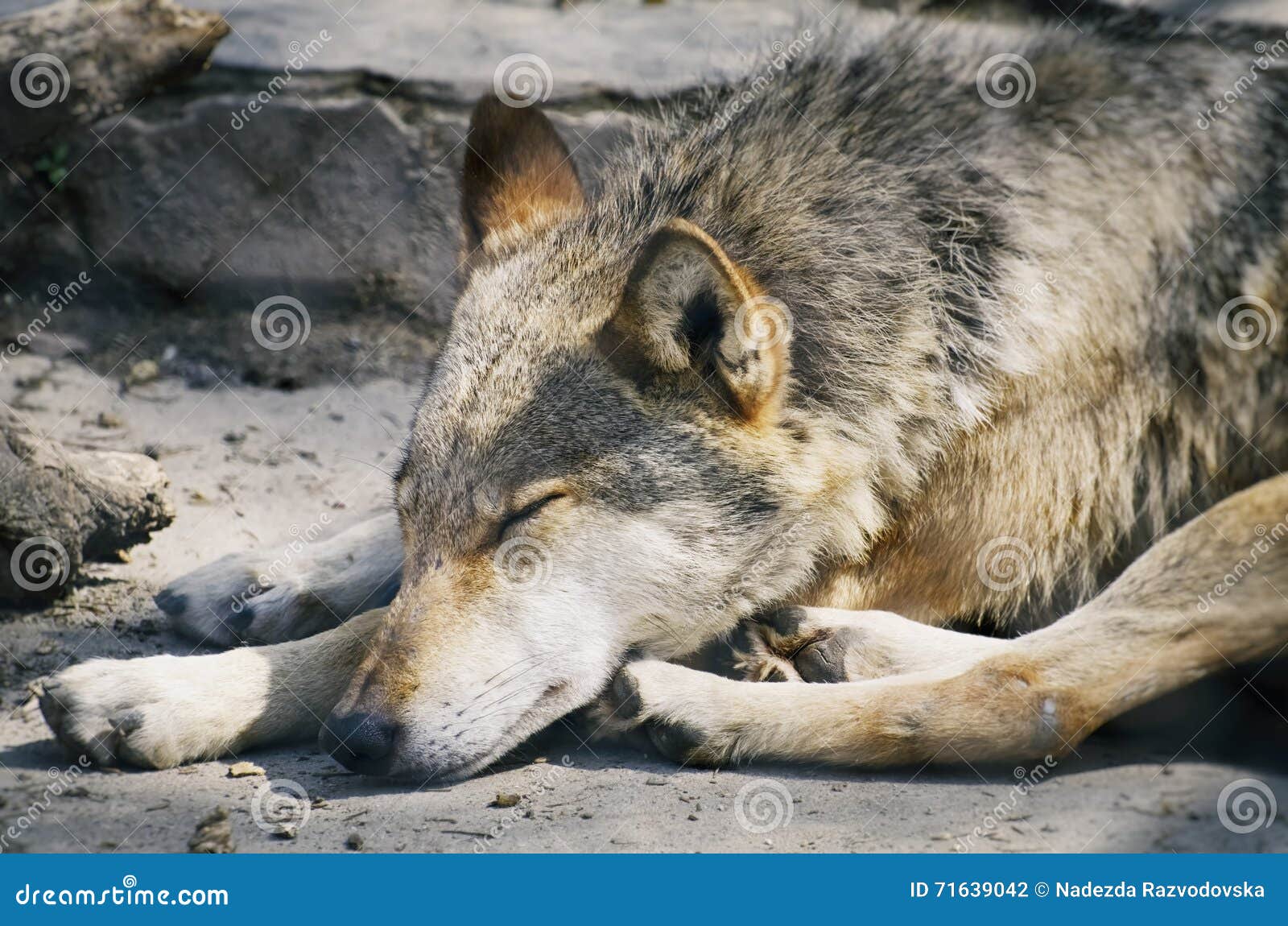 Single Wolf stock photo. Image of canis, nature, grey - 71639042