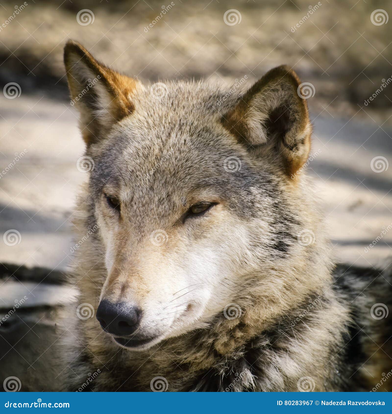 Single Wolf stock image. Image of mammal, lupus, nature - 80283967
