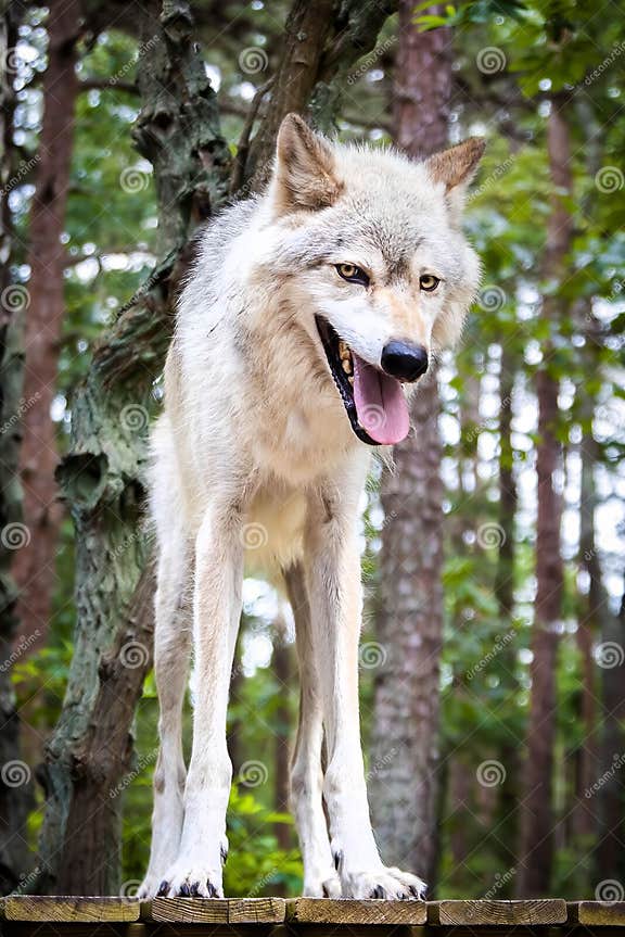 Single Wolf Portrait Close Up Full Size Stock Photo - Image of protect ...