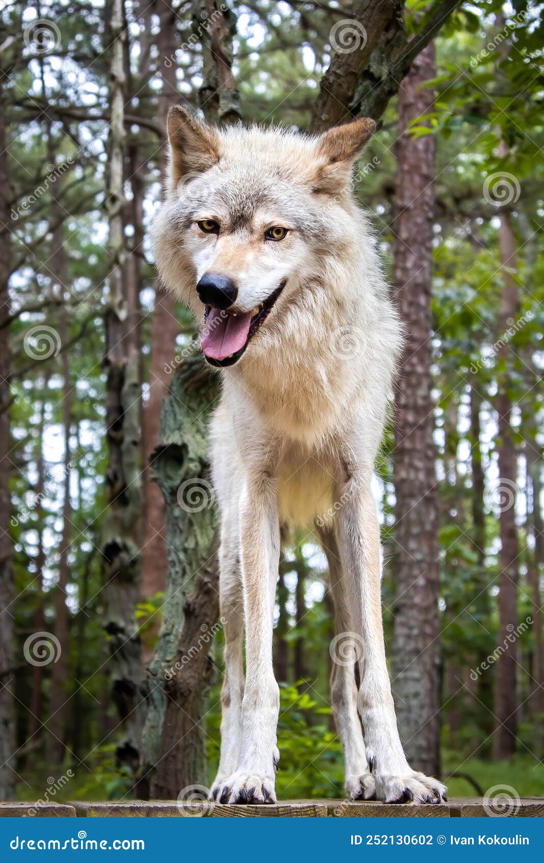 Single Wolf Portrait Close Up Full Size Stock Photo - Image of wolf ...