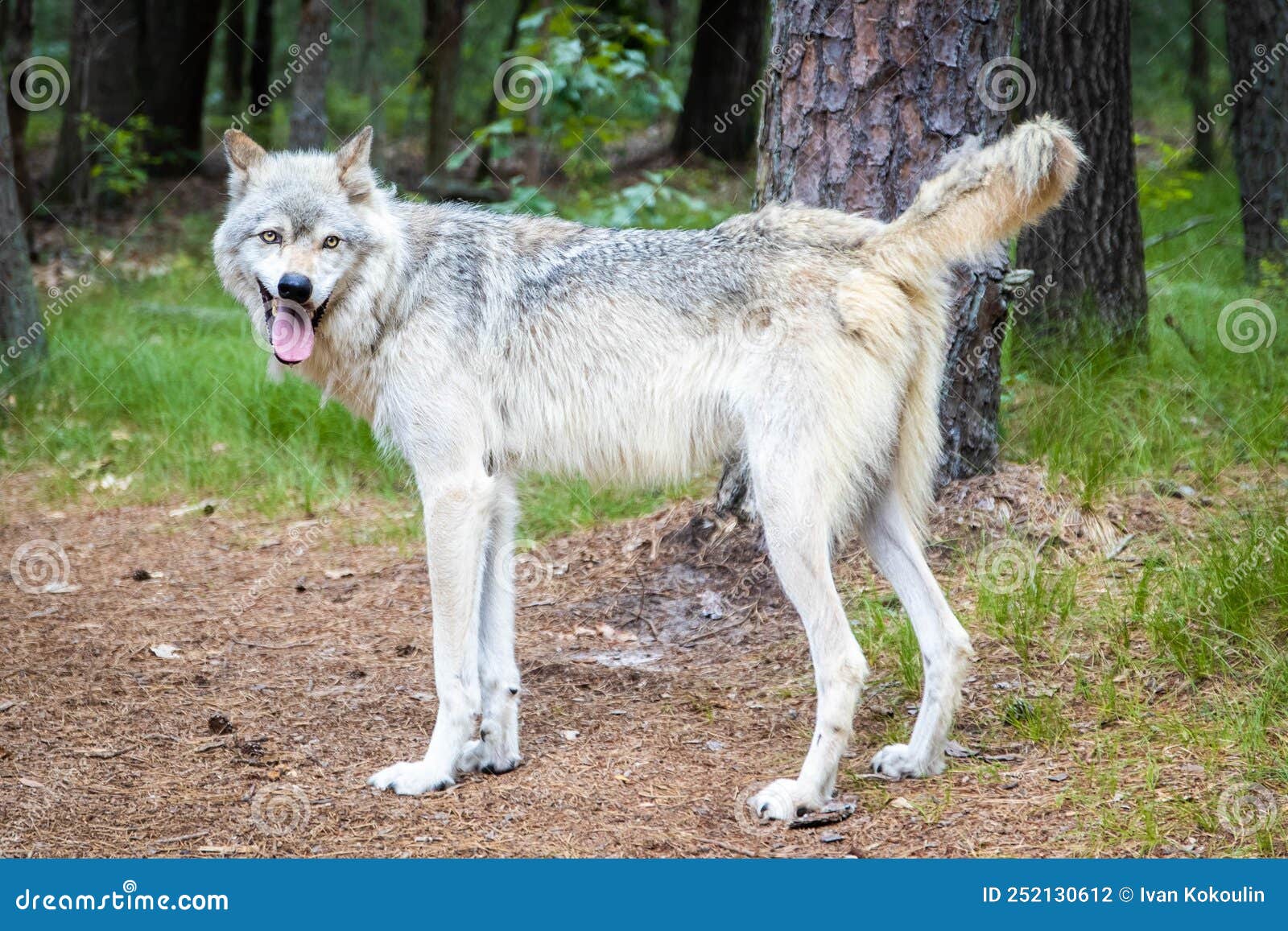 Single Wolf Portrait Walking in the Forest Close Up Stock Photo - Image ...