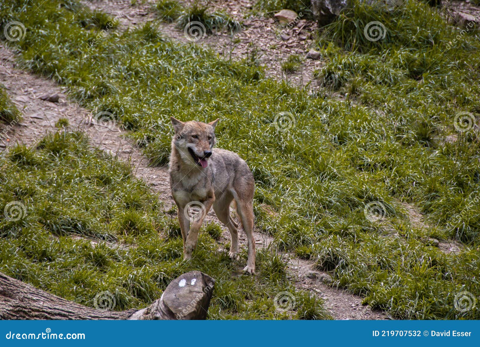 A Single Wolf with a Sharpened Eye and a Sticking Out Tongue Stock ...