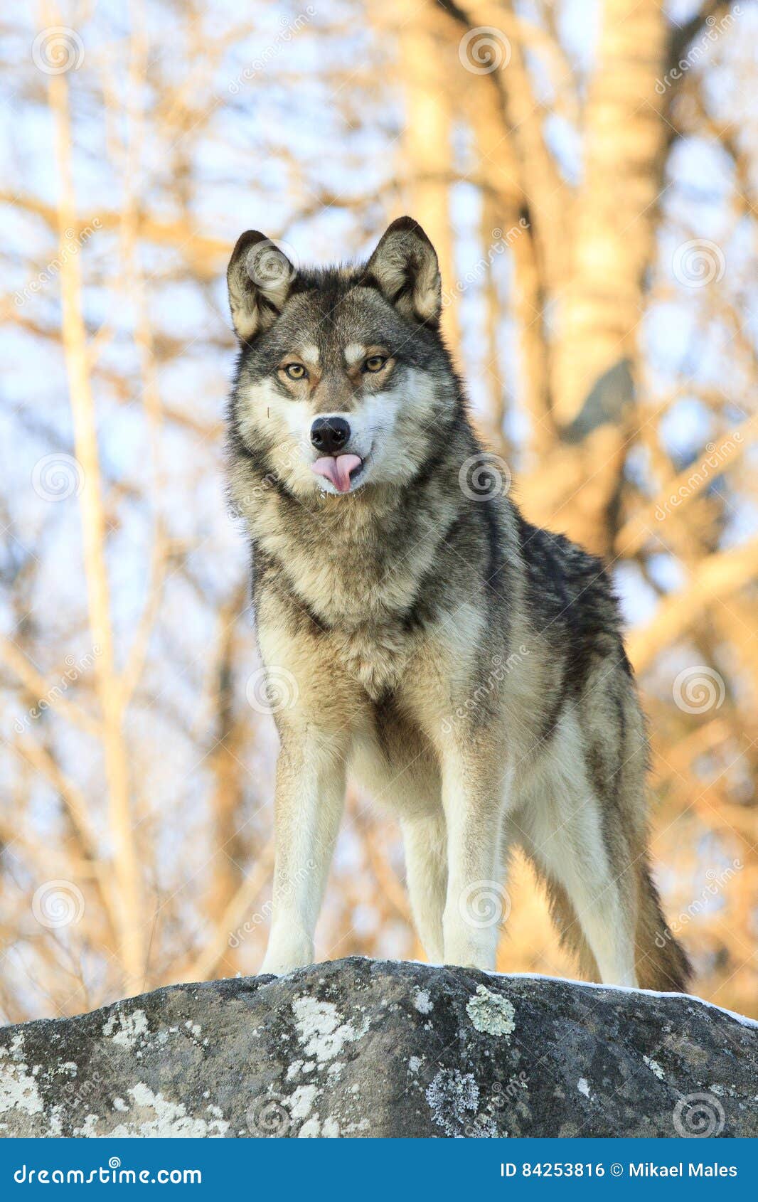 Single Timber Wolf With Golden Background Stock Photo | CartoonDealer ...